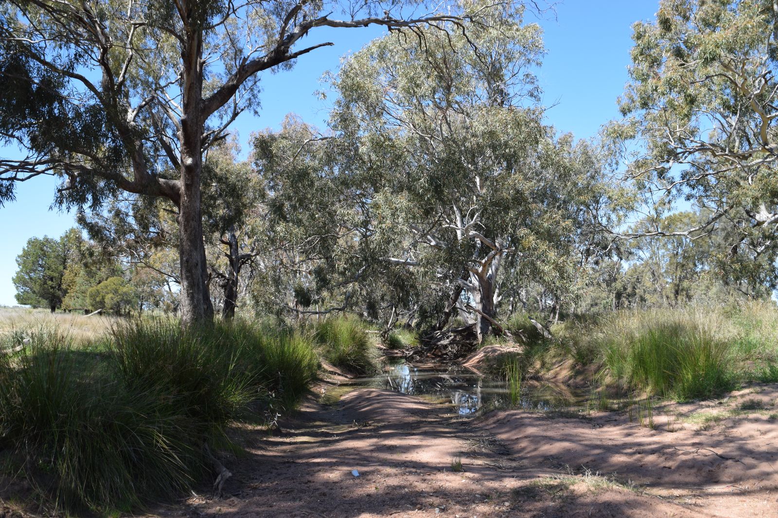 868 Curban-Biddon Road, Gilgandra, NSW – Rural • Ray White