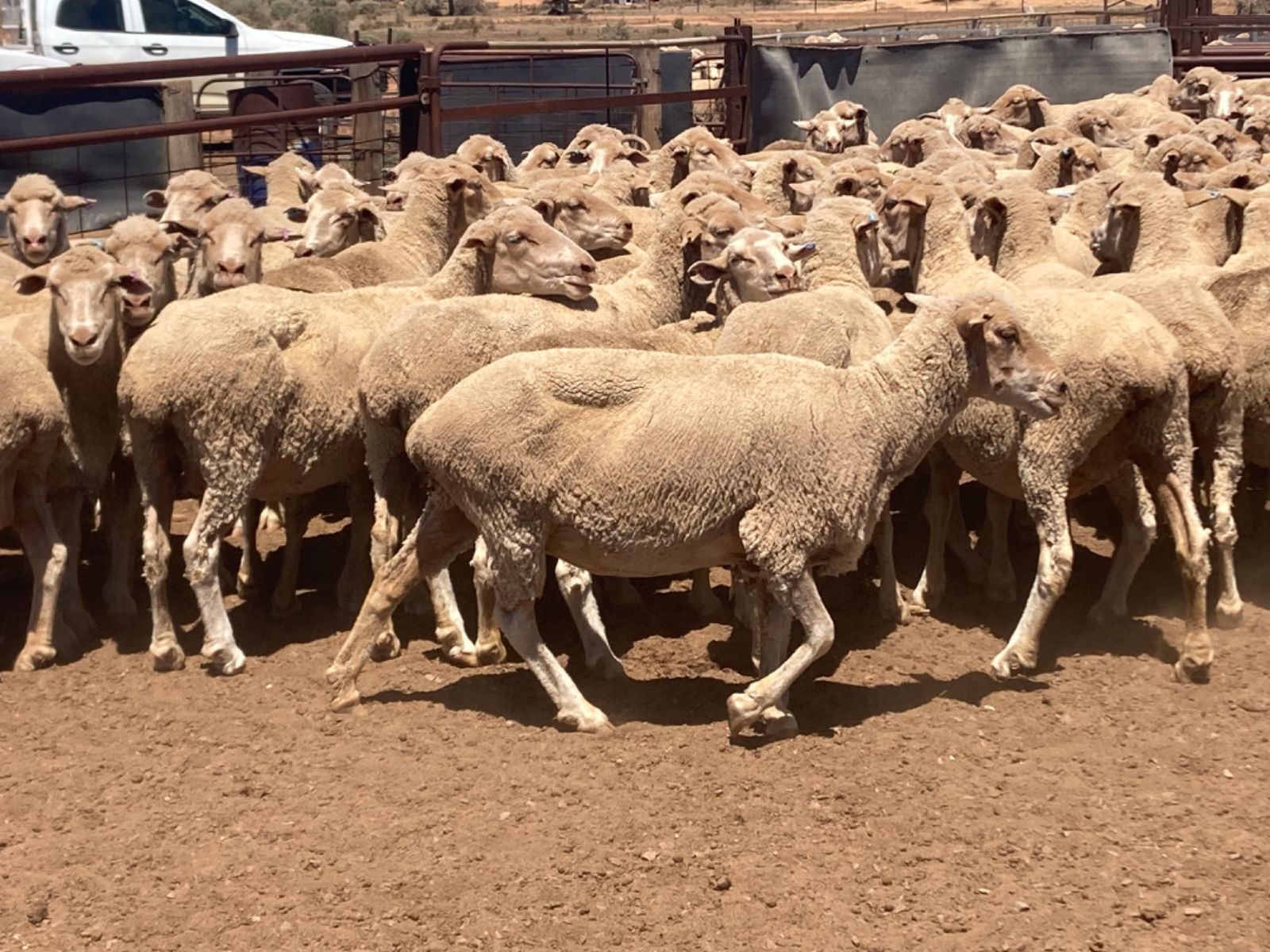Nyngan, NSW 2825 - Sold Sheep - Ray White Richardson & Sinclair Dubbo