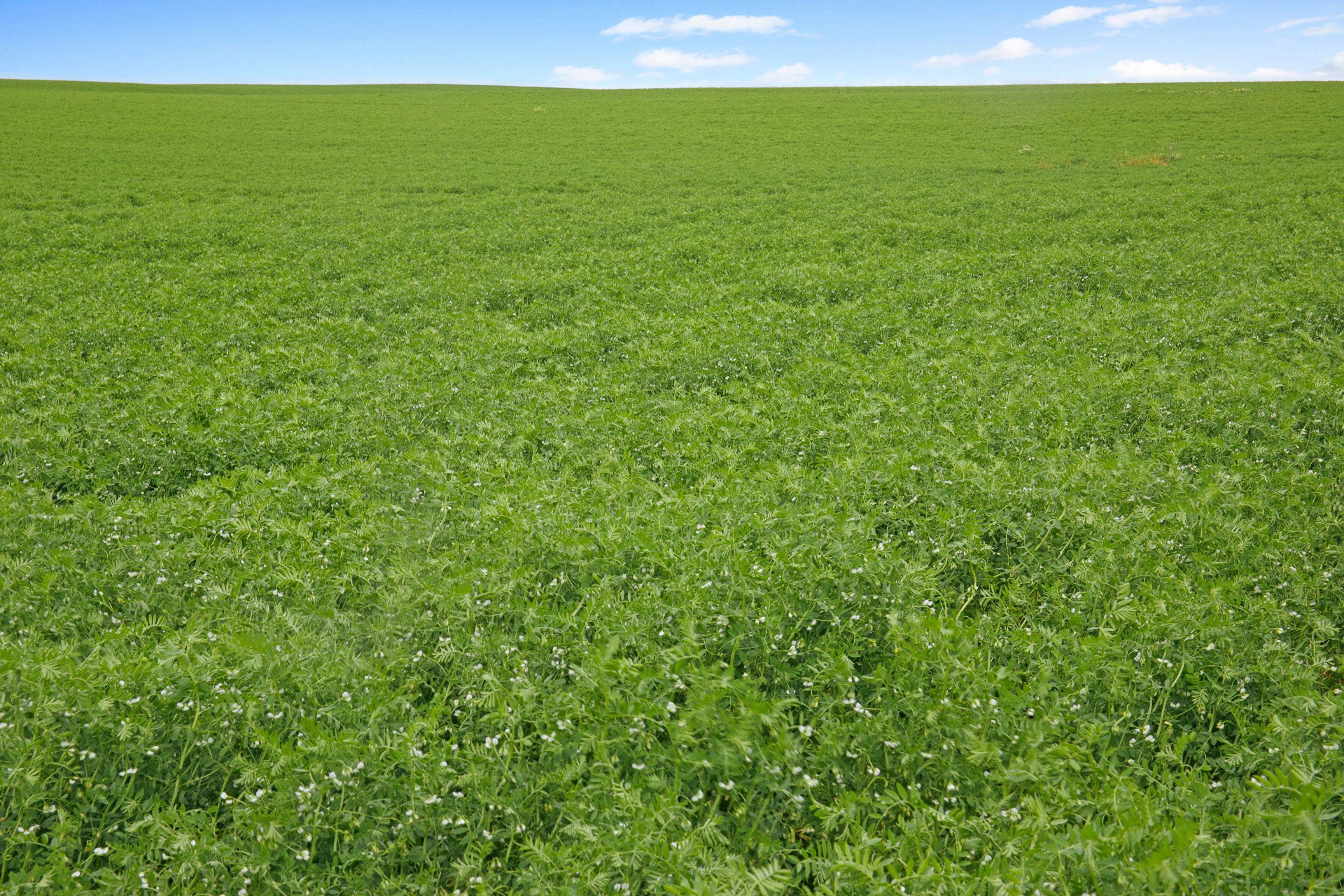 'Dollings' 975 Wards Hill Road, Ward Hill, SA 5522 - Sold Rural ...