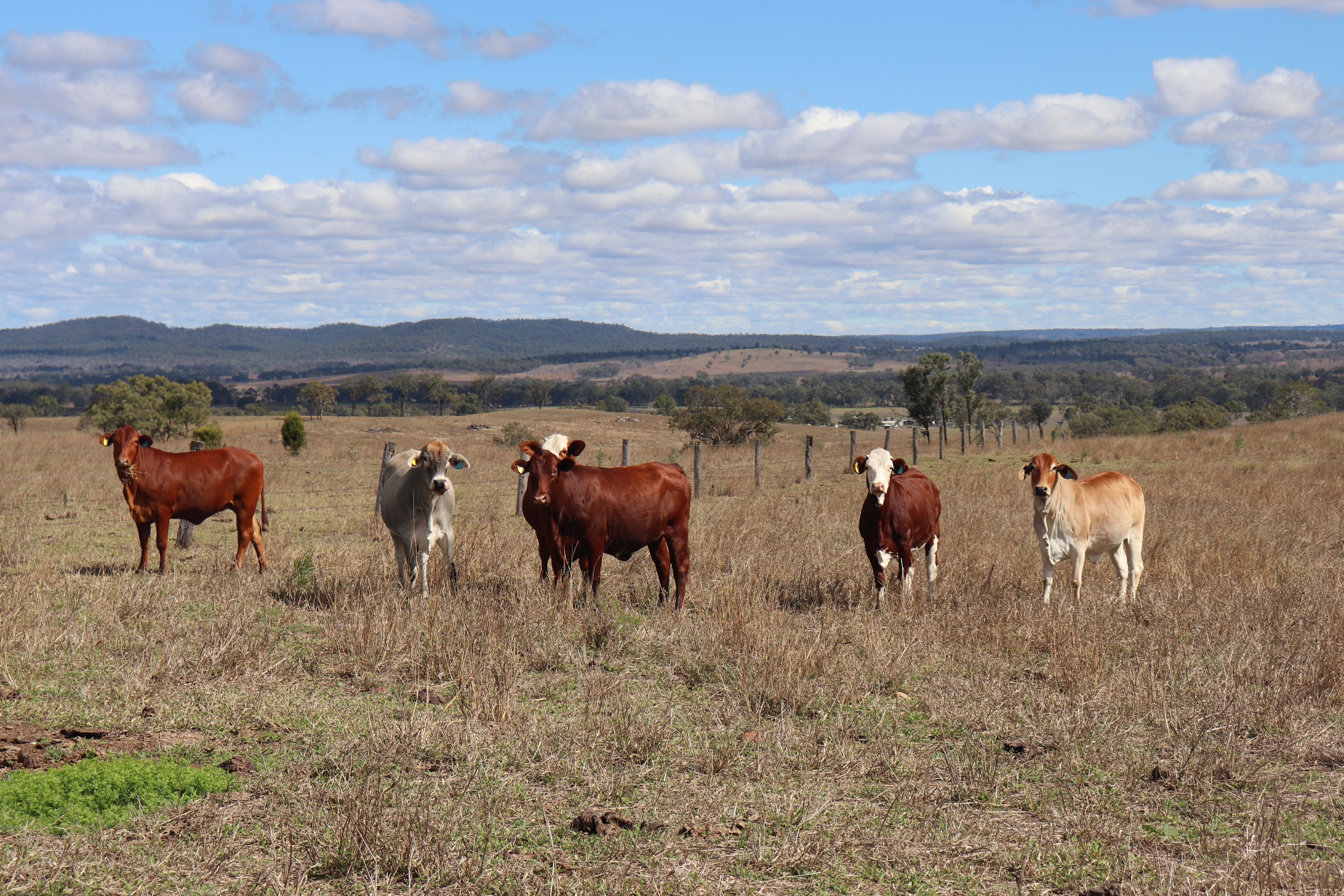 95 Monto-Mount Perry Road, Tellebang, QLD 4630 - Rural Mixed Farming ...