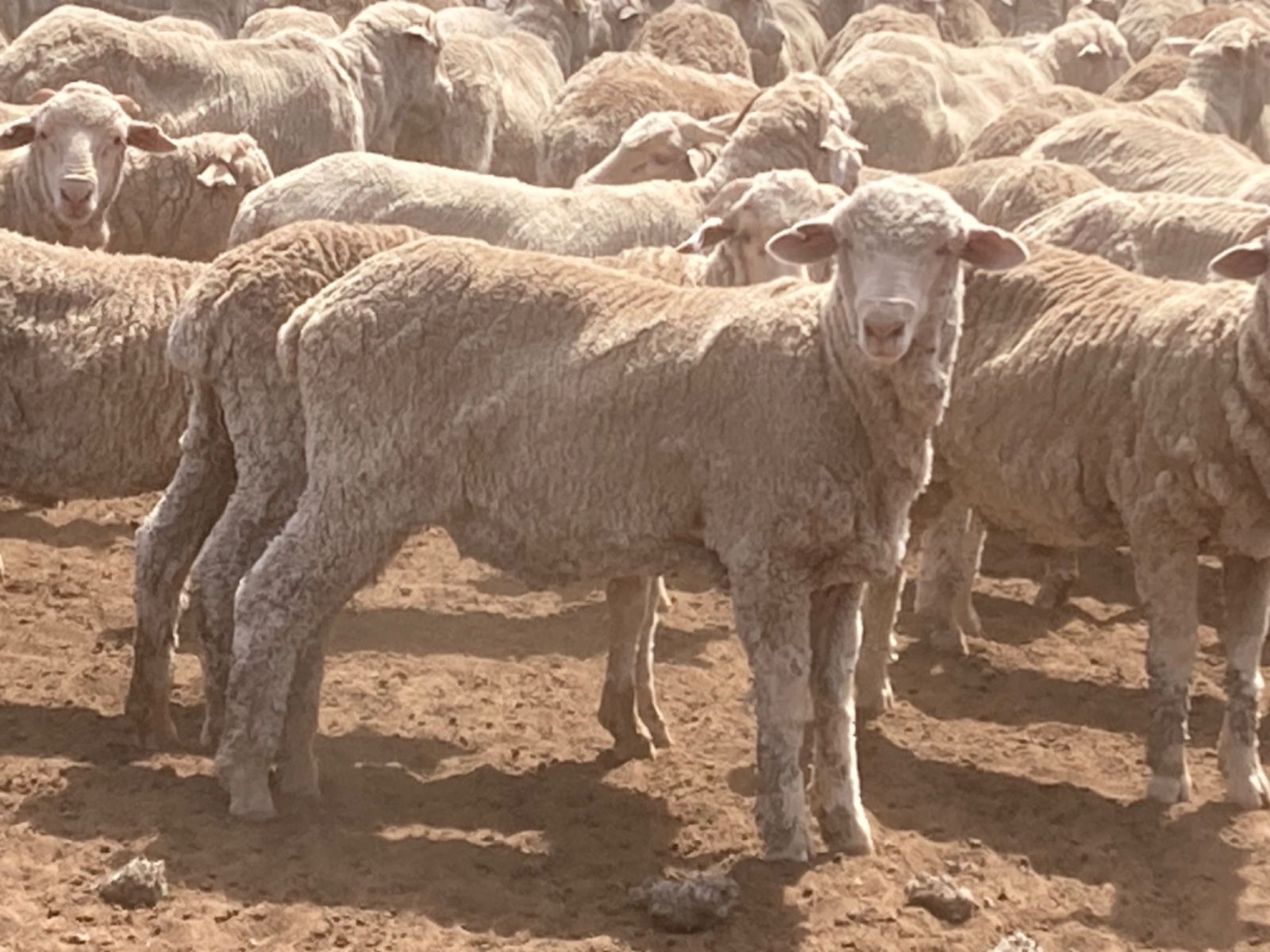 Carinda, NSW 2831 - Sheep for Sale - Ray White Richardson & Sinclair Dubbo