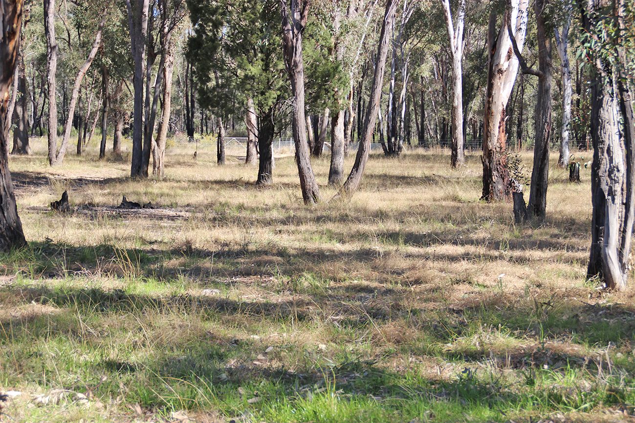 1142 MANCERS Lane, BOX RIDGE, NSW 2357 - Sold Rural Lifestyle Property ...