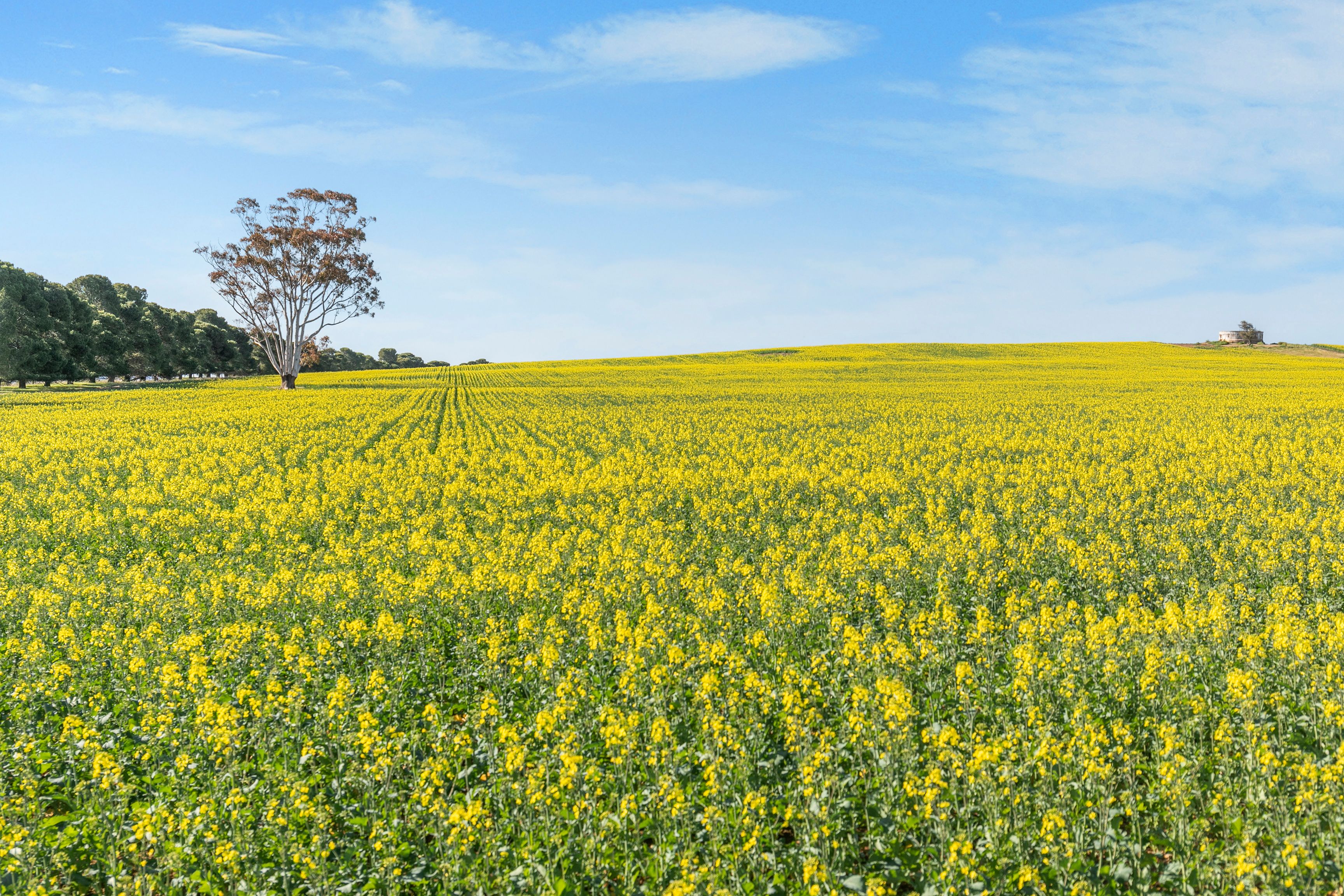 'Mangala' Carls Road, Mannanarie, SA 5422 - Sold Rural Cropping ...