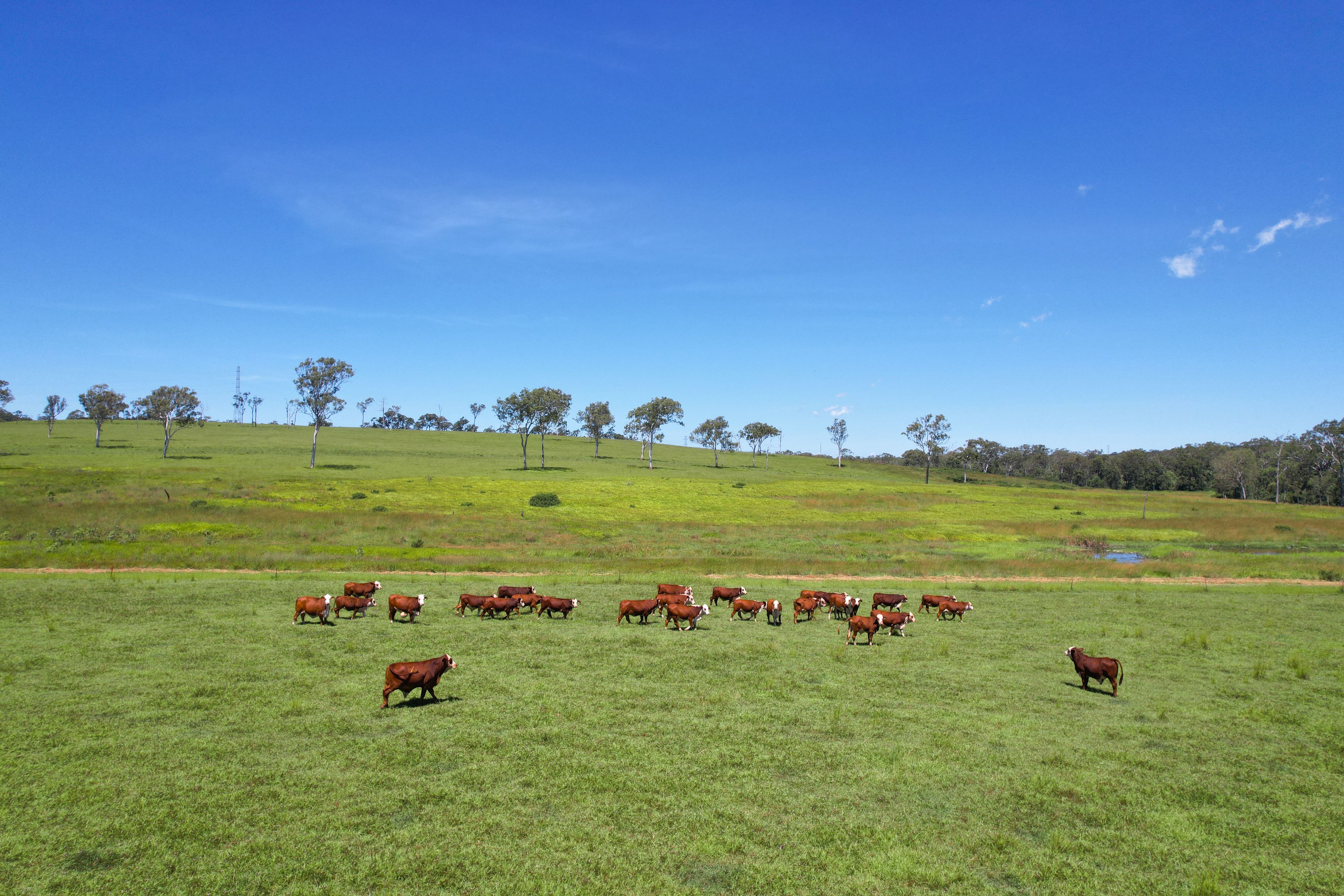 2617 Mount Fox Road, Mount Fox, QLD 4850 - Rural Property for Sale ...