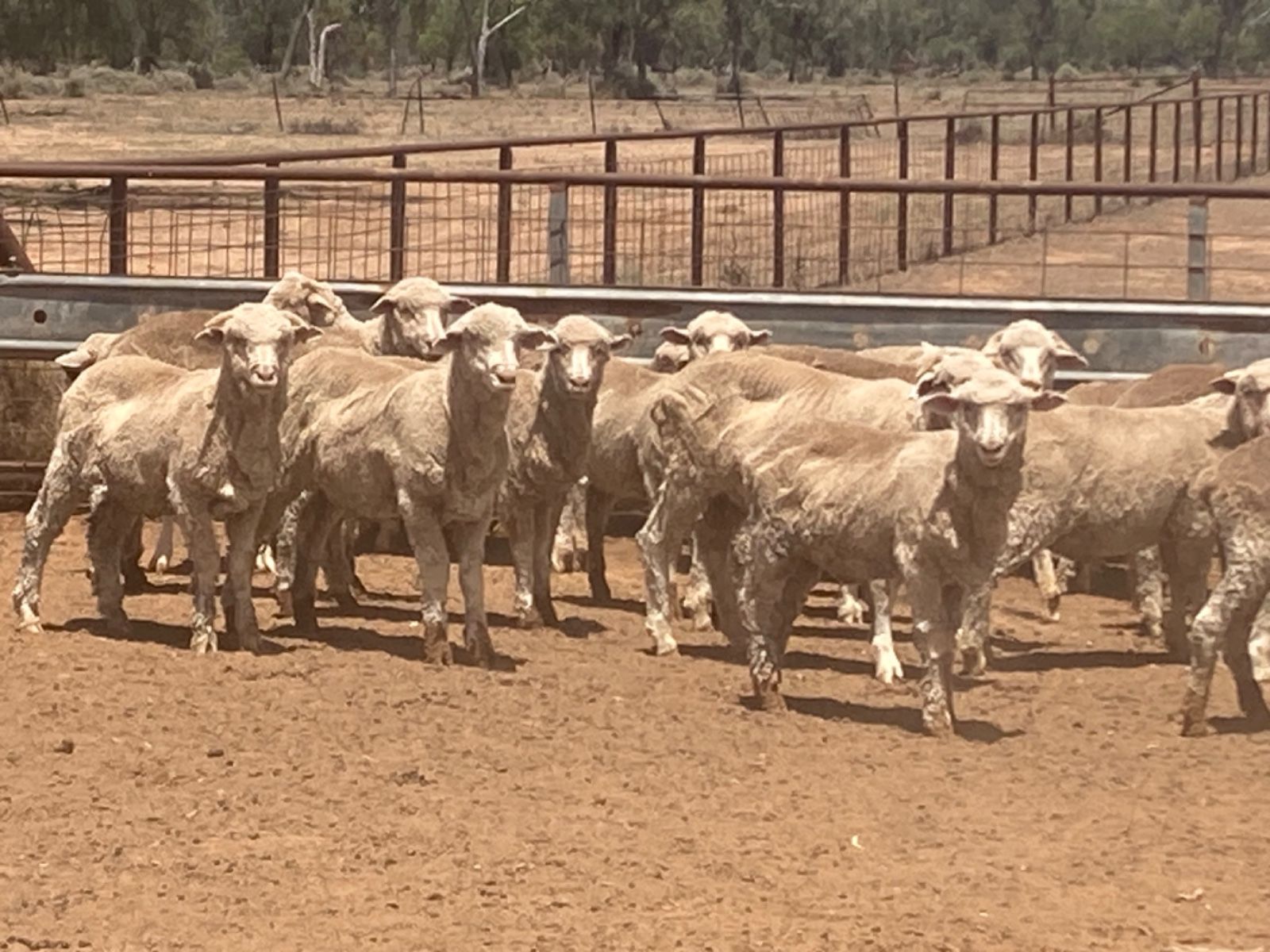 Carinda, NSW 2831 - Sold Sheep - Ray White Richardson & Sinclair Dubbo