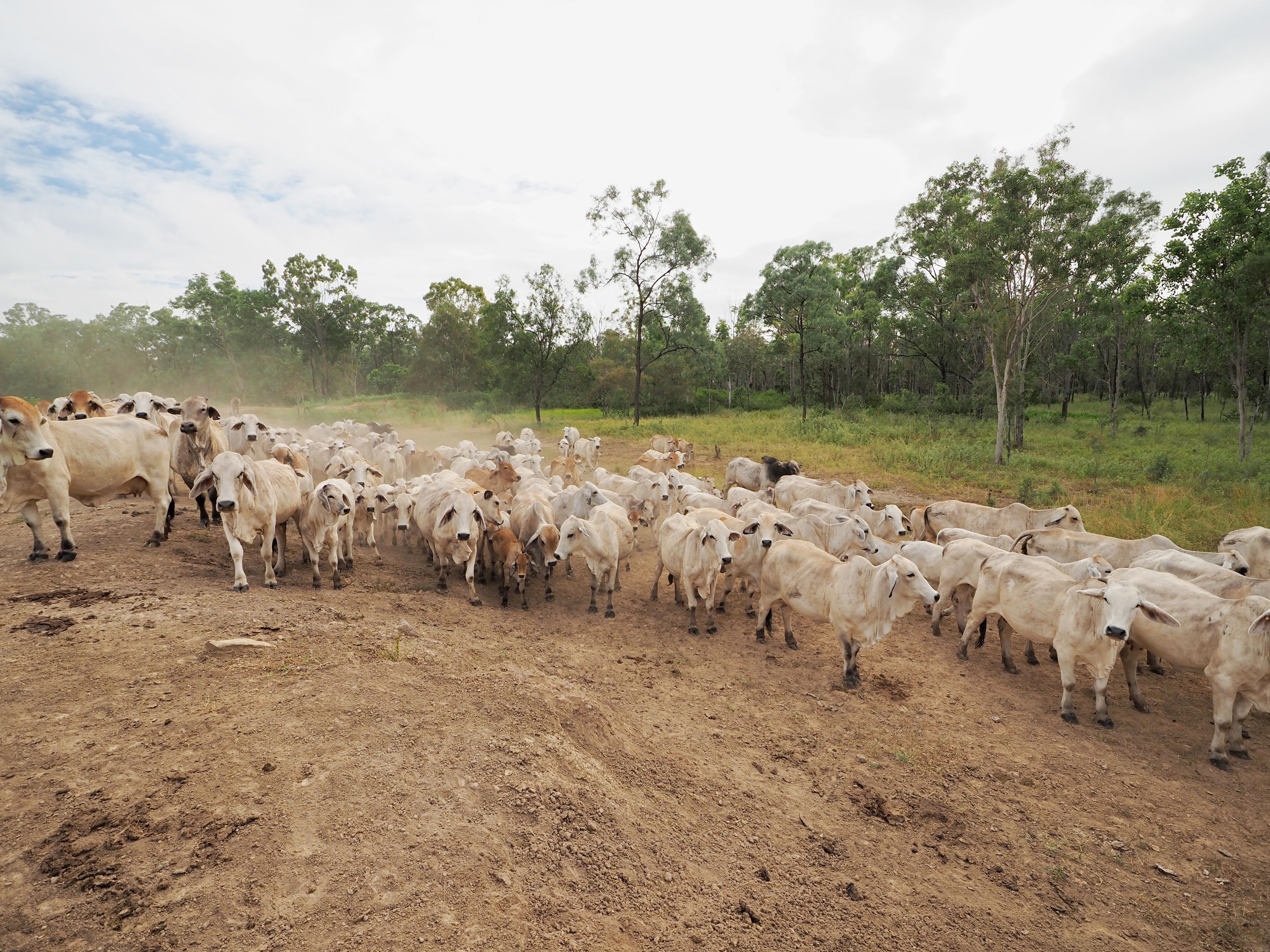 "Montrose" - "Montrose" St Lawrence Road, Marlborough, QLD 4705 - Sold ...