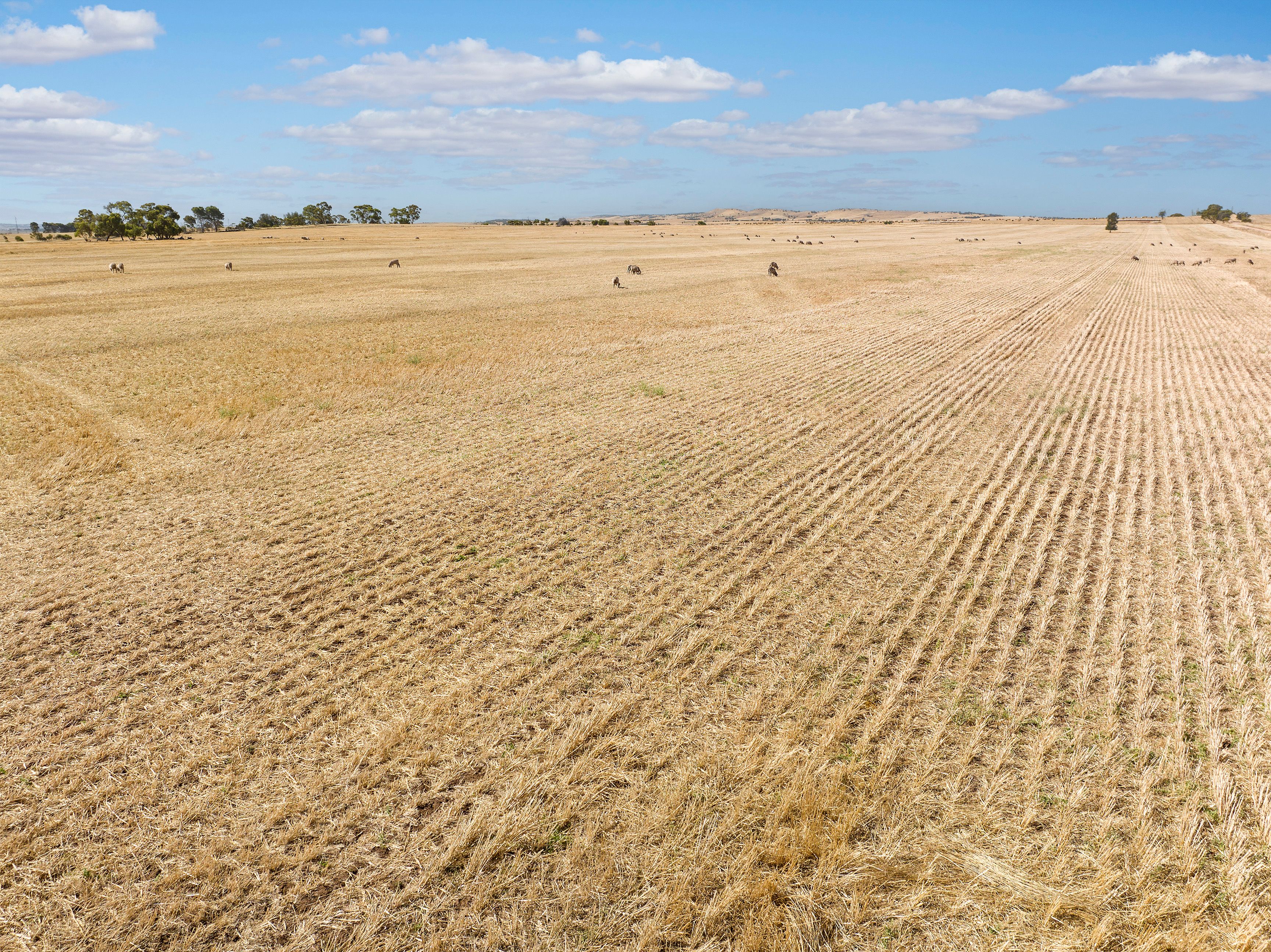 'Peters Farm' Peters Road, Freeling, SA 5372 - Sold Rural Cropping ...