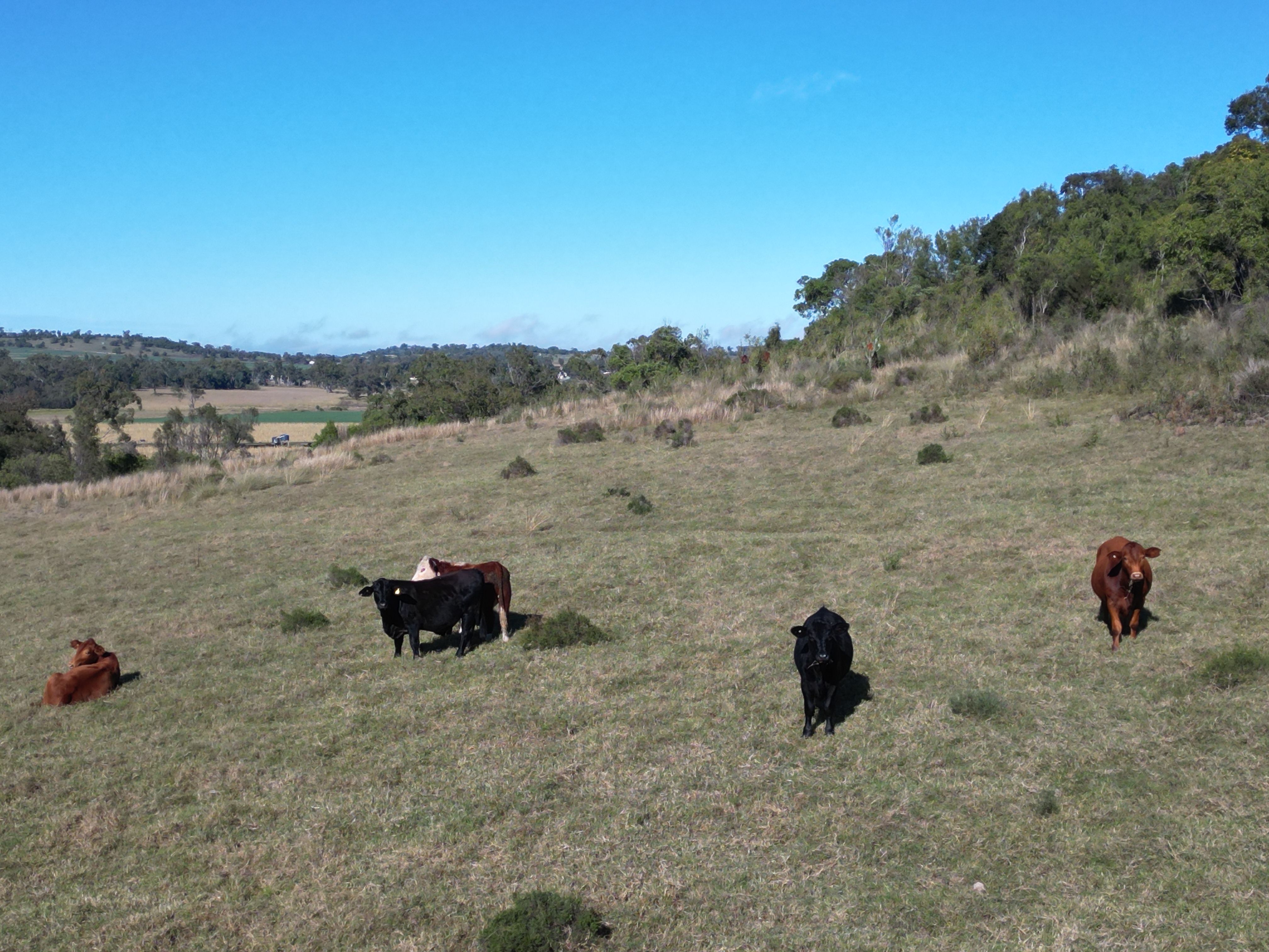 Lot 223 Oakey Cooyar Road, Kulpi, QLD 4352 - Sold Rural Property - Ray ...