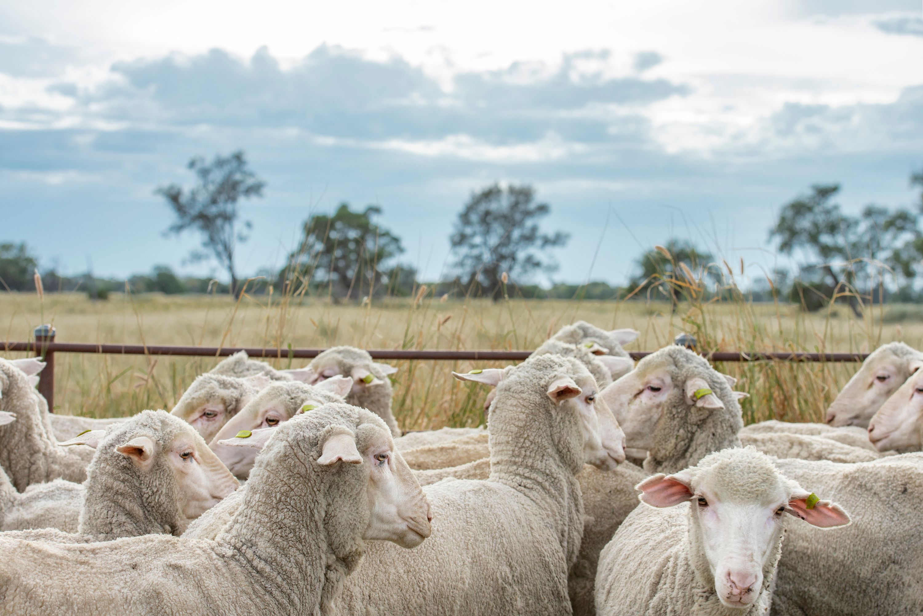 390 THARA Road, Coonamble, NSW 2829 - Sold Rural Mixed Farming Property ...