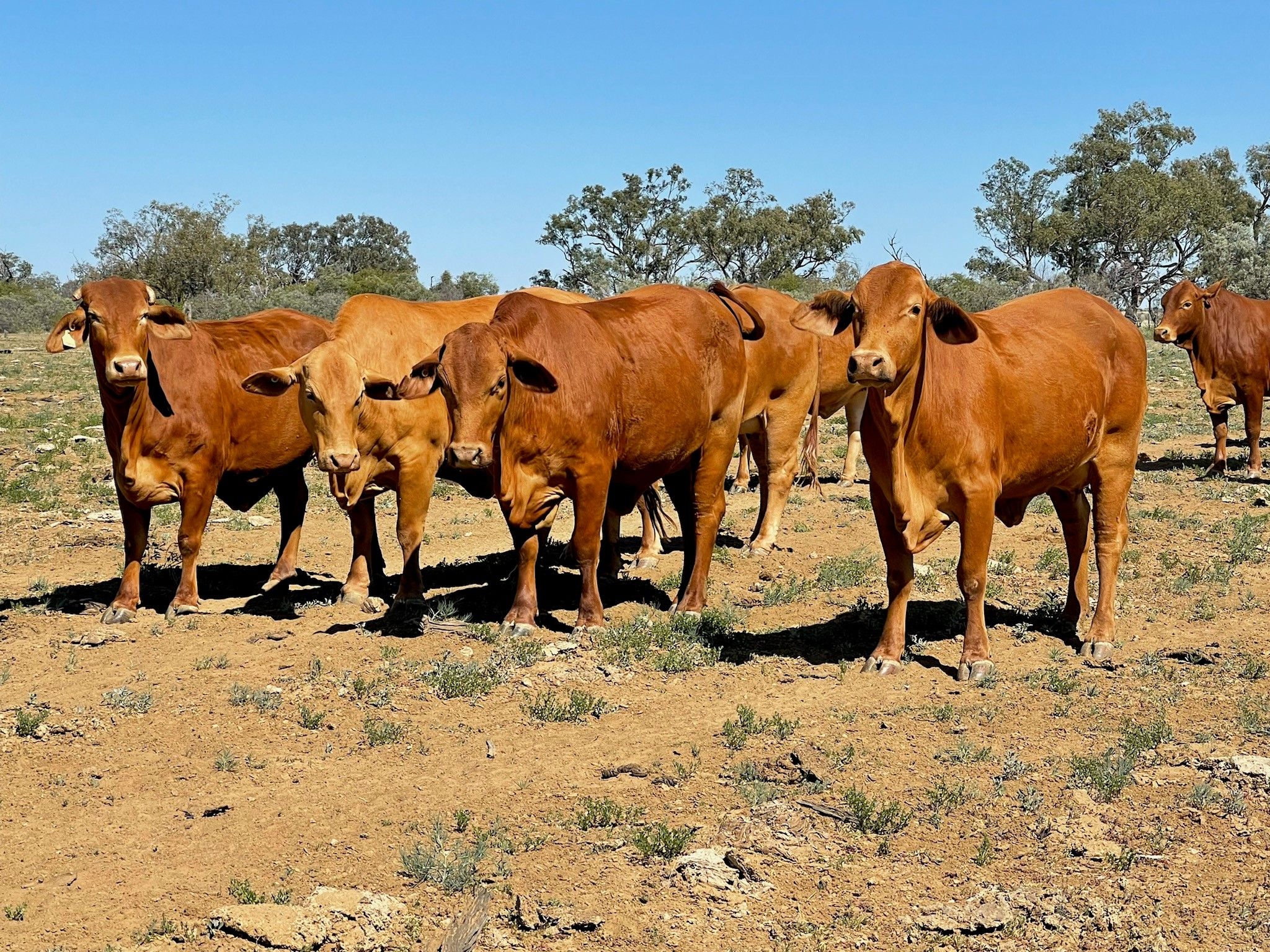 "Leebrook" - Muttaburra, QLD 4732 - Sold Rural Livestock Property - Ray ...