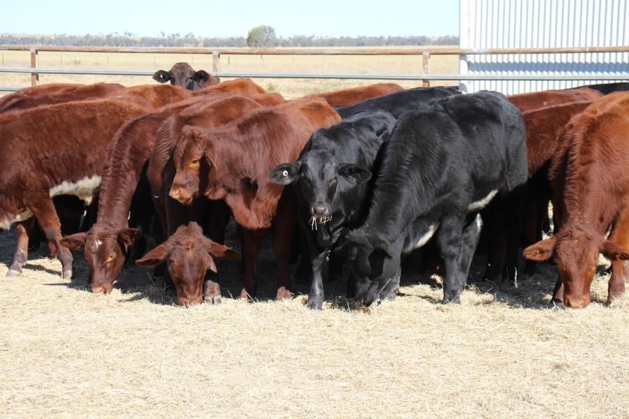 , Tambo, QLD – Livestock for Sale • Ray White