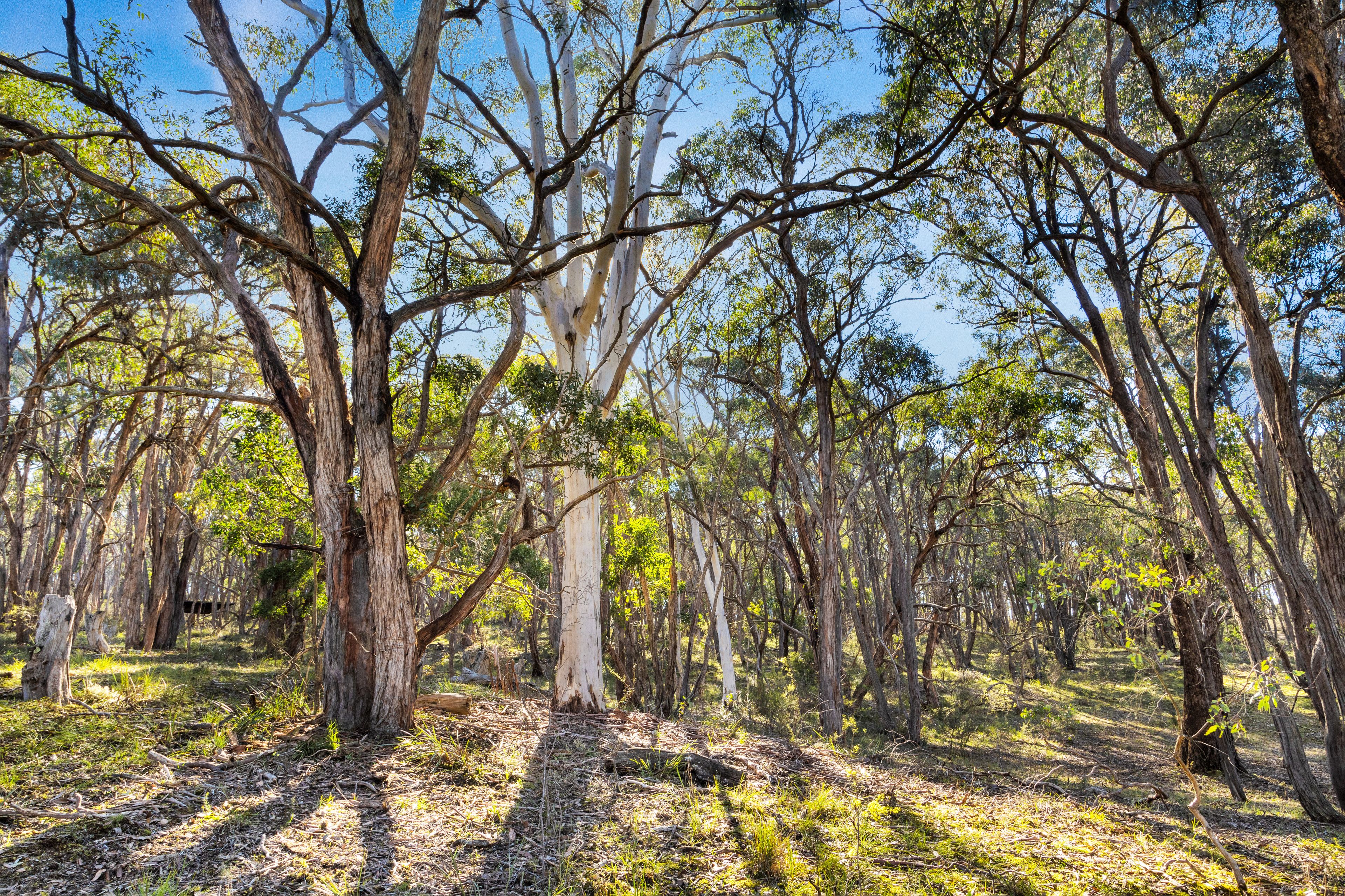191 Baldwins Road, Trawalla, VIC 3373 - Land for Sale - Ray White Ballarat