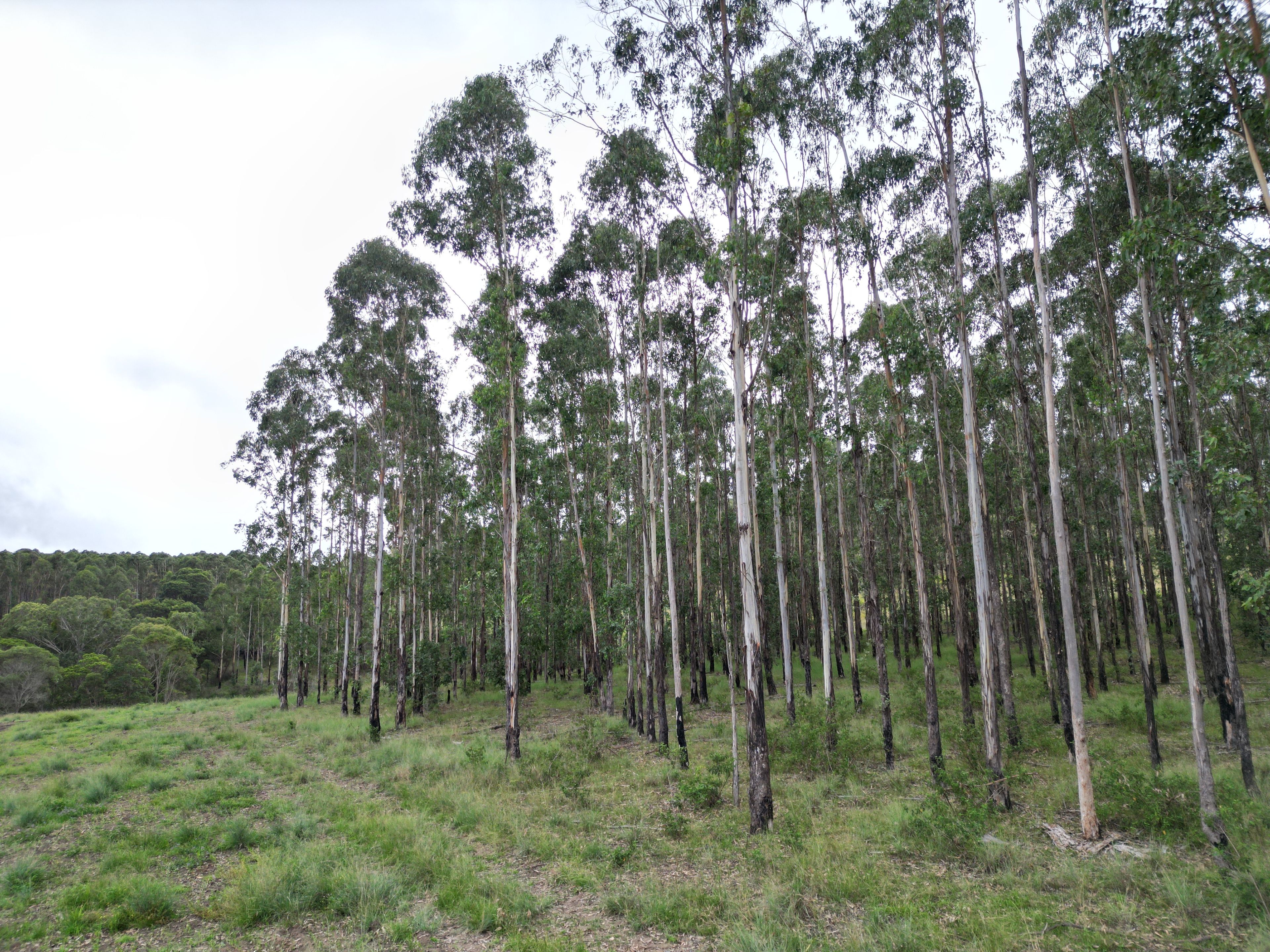 7877AB Mount Lindesay Road, Legume, NSW 2476 - Rural Lifestyle Property ...