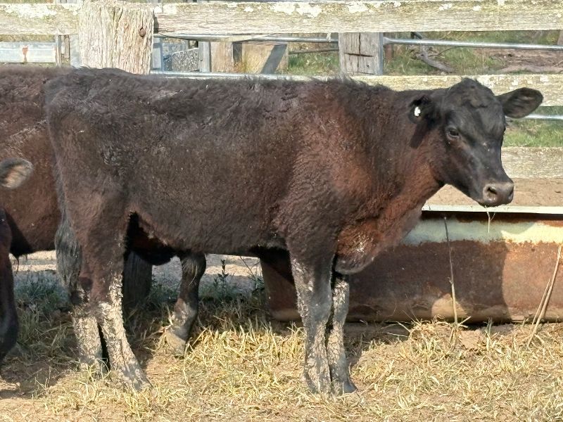 Gloucester, NSW 2422 - Sold Cattle - Ray White Livestock & Real Estate ...