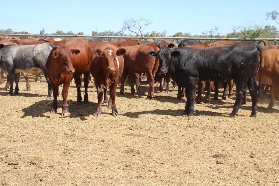 , Tambo, QLD – Livestock for Sale • Ray White