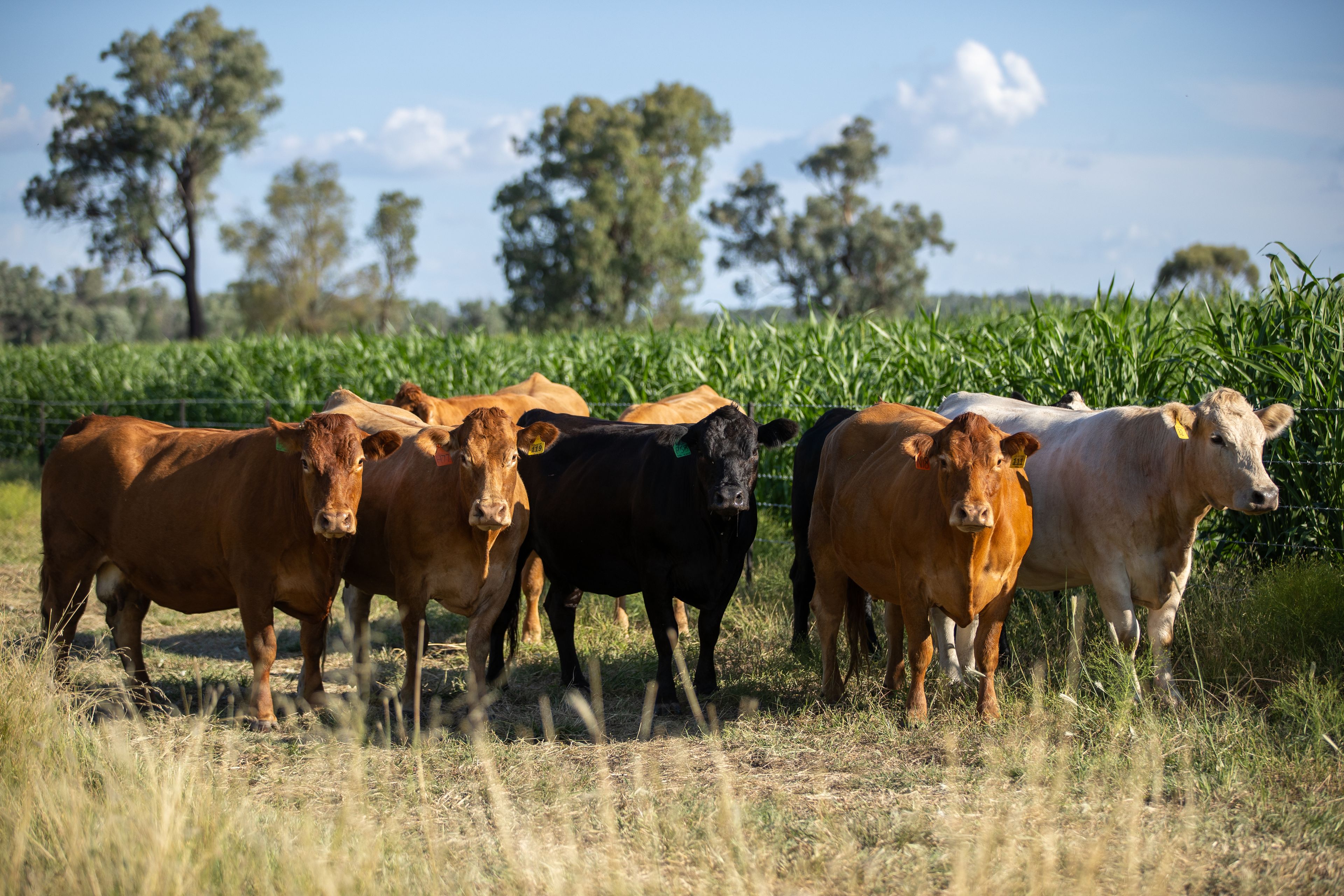 "Swinton" - 'Swinton' 661 Haywood Road, Delungra, NSW 2403 - Sold Rural ...