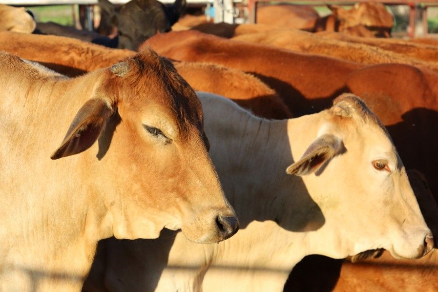 Warialda Rail, NSW 2402 - Sold Cattle - Ray White Rural NSW
