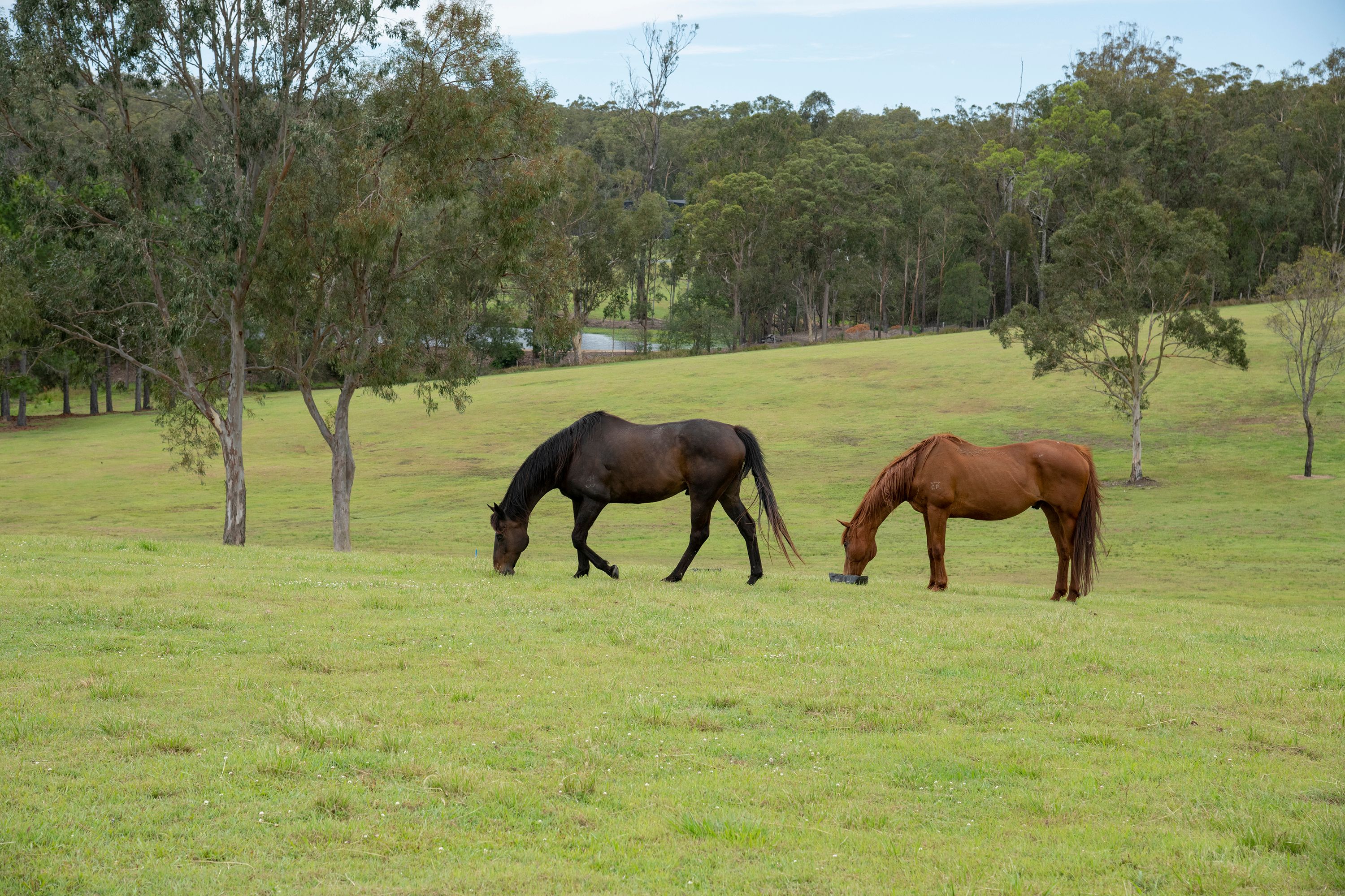 316-320 Heinemann Road, Redland Bay, QLD 4165 - Sold House - Ray White ...