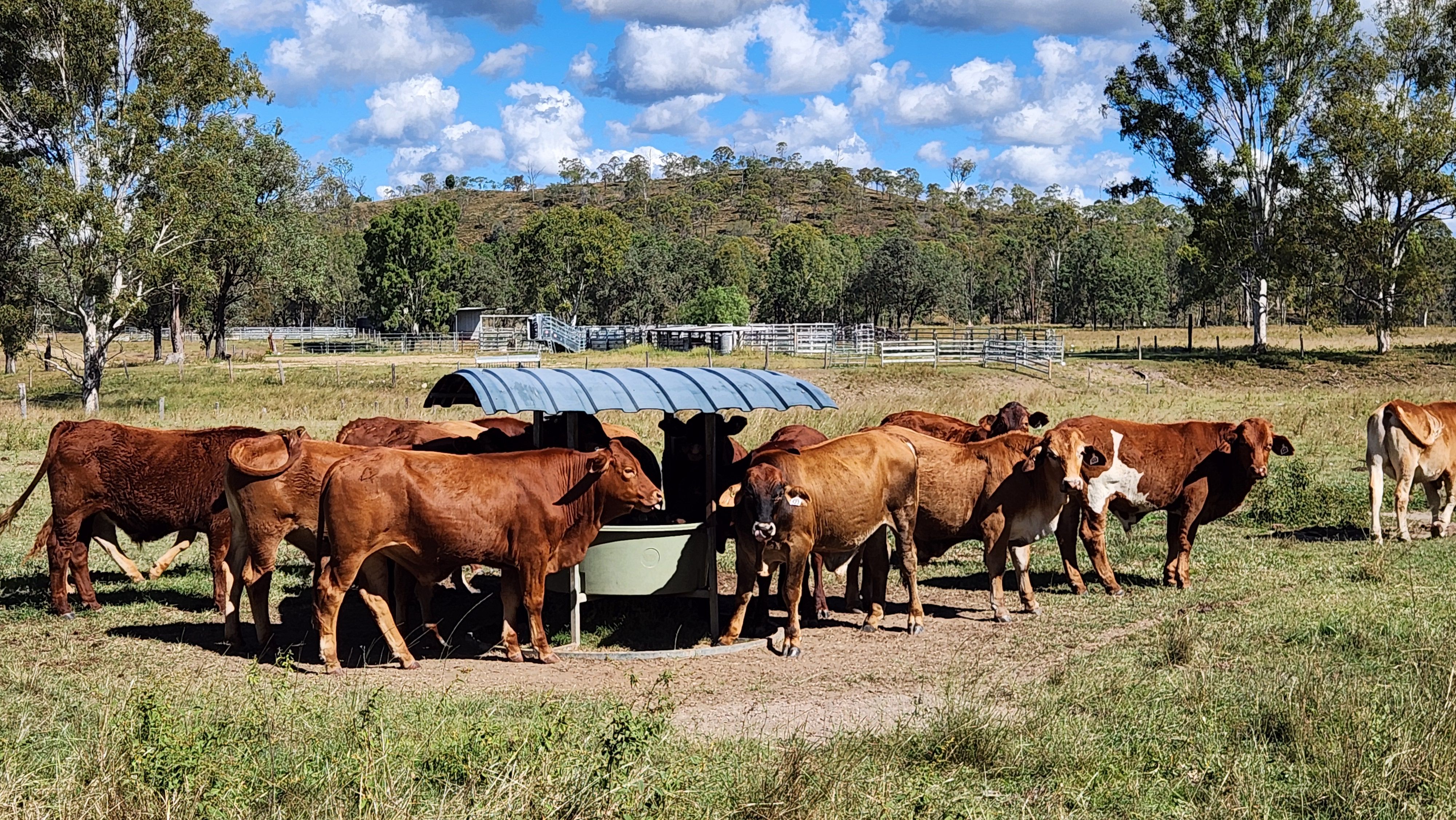 789 Coppin Road, Mungungo, QLD 4630 - Rural Property for Sale - Ray ...
