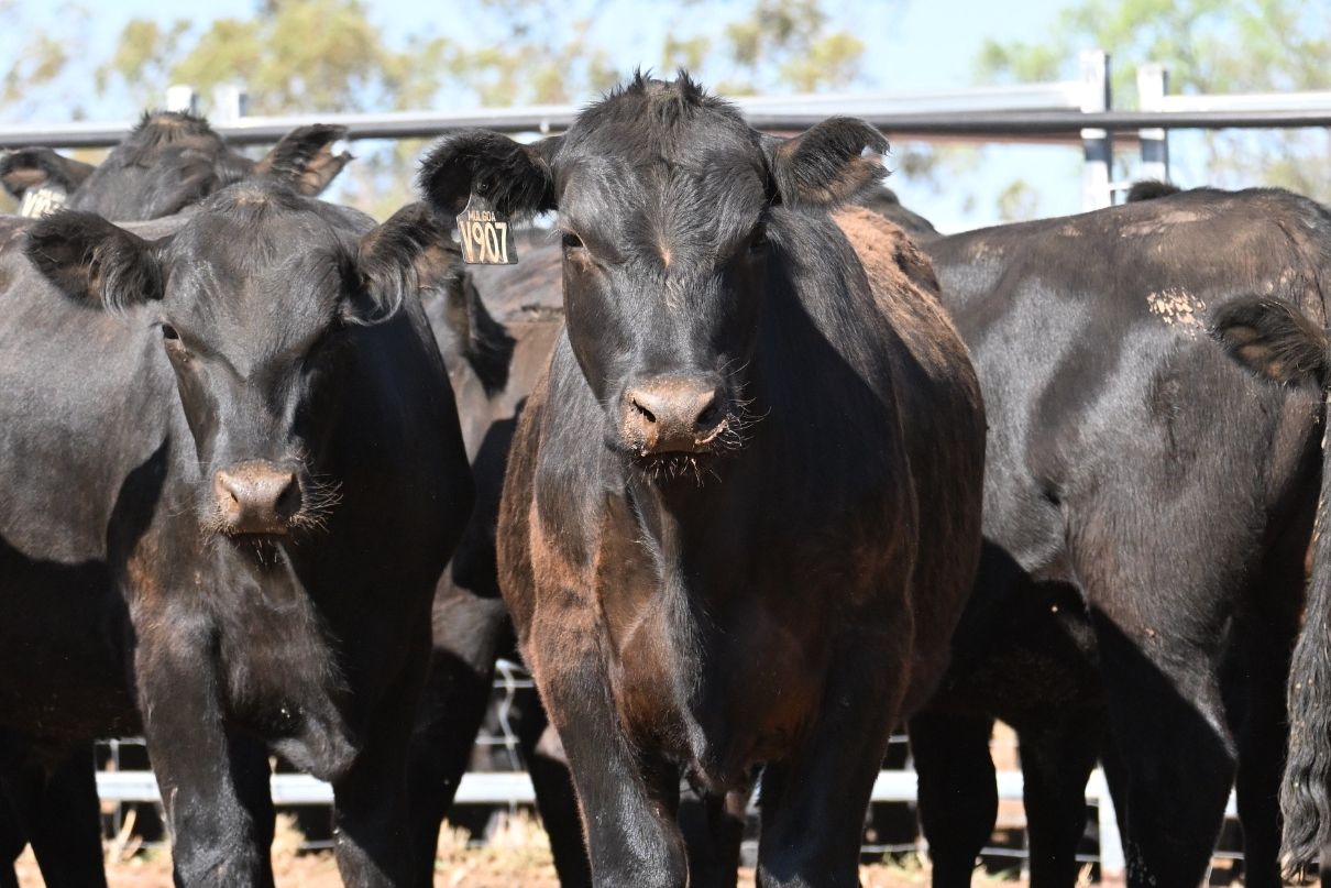 Cumborah, NSW 2832 - Sold Cattle - Ray White Richardson & Sinclair Dubbo
