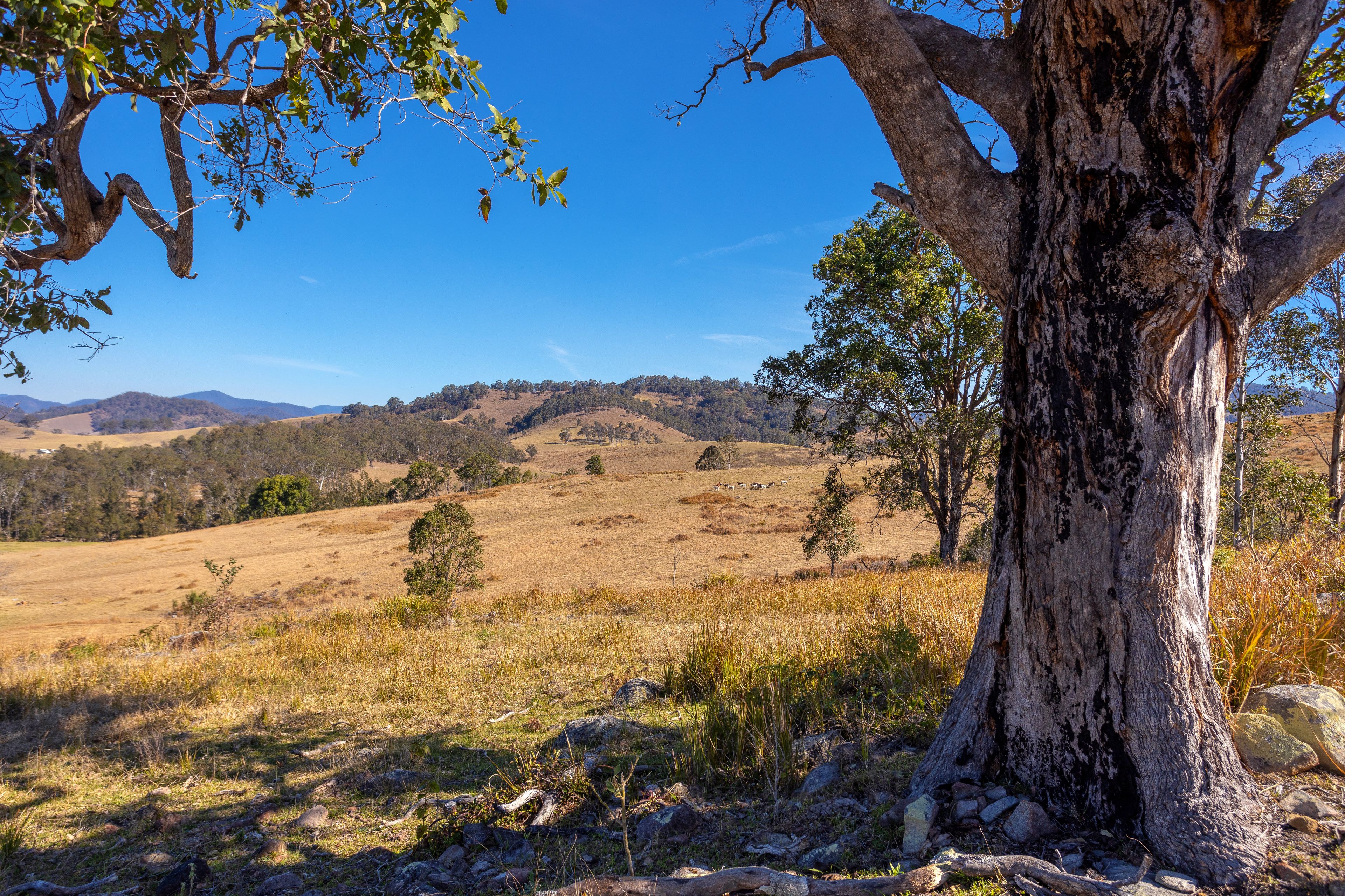 2677 Scone Road, Cobark, NSW 2422 - Sold Rural Property - Ray White ...
