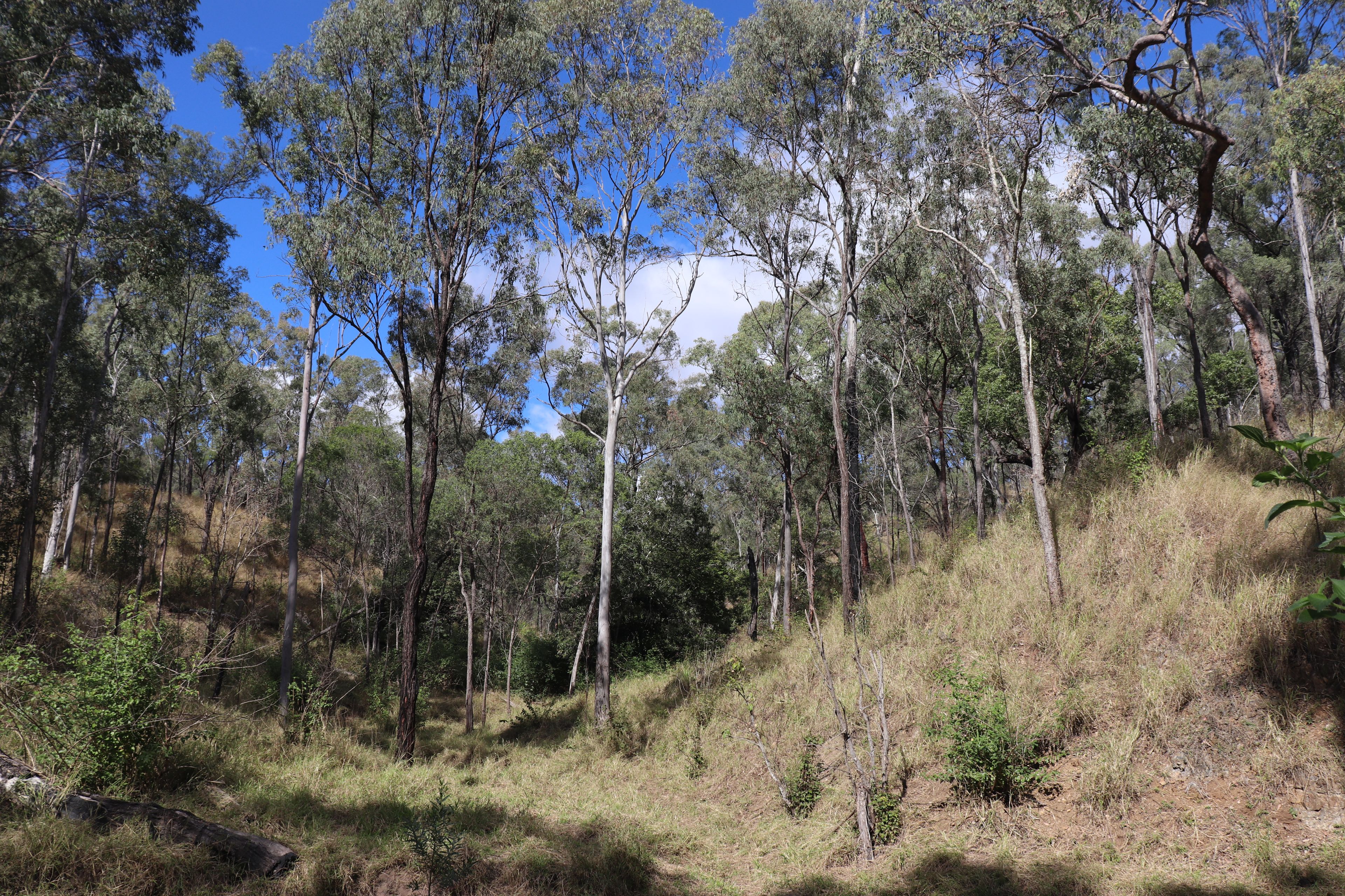 95 Monto-Mount Perry Road, Tellebang, QLD 4630 - Rural Mixed Farming ...