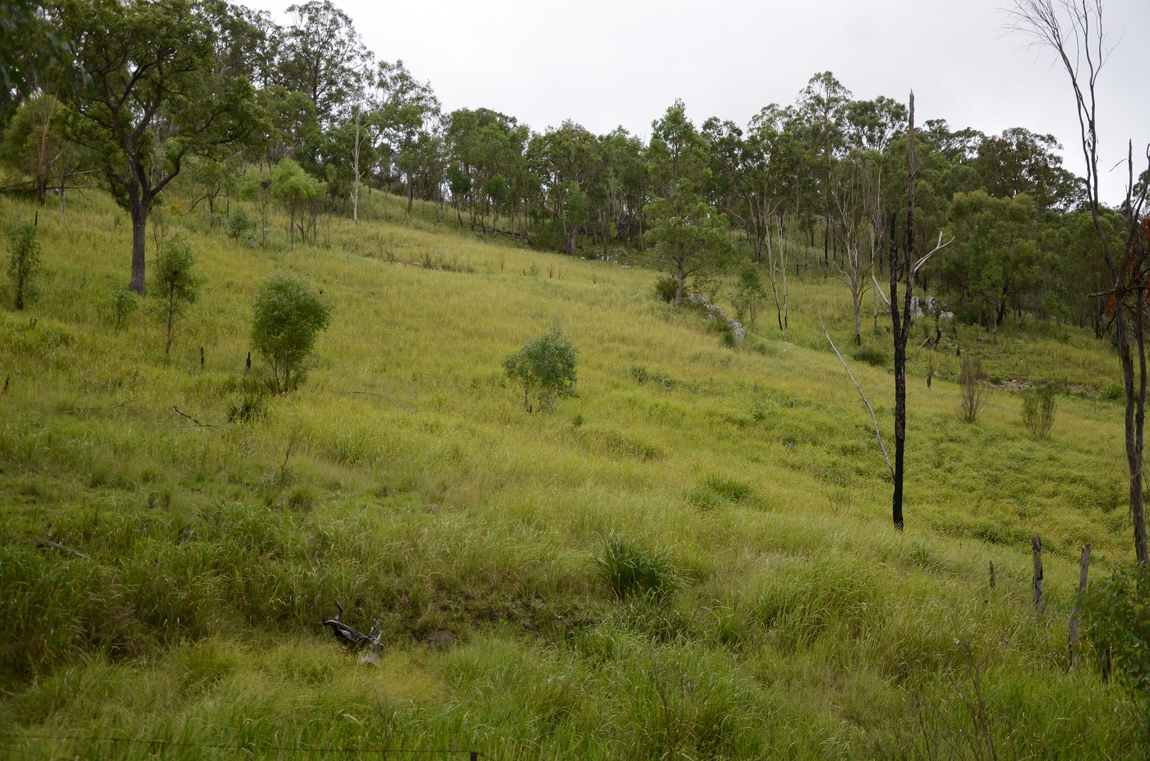 7877AB Mount Lindesay Road, Legume, NSW 2476 - Rural Lifestyle Property ...