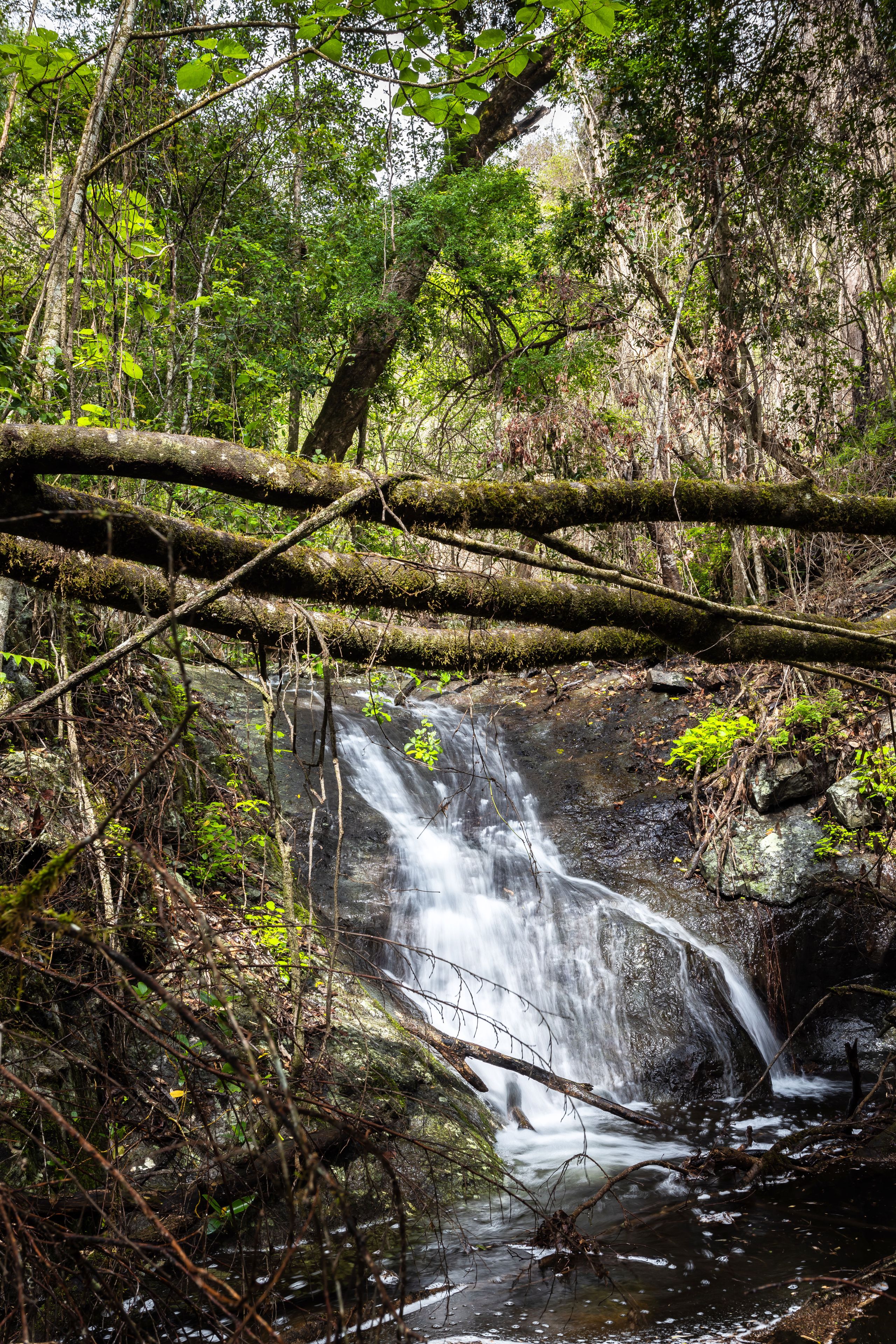 Lot 154 Cells Road, Cells River, NSW 2424 - Sold Rural Mixed Farming ...