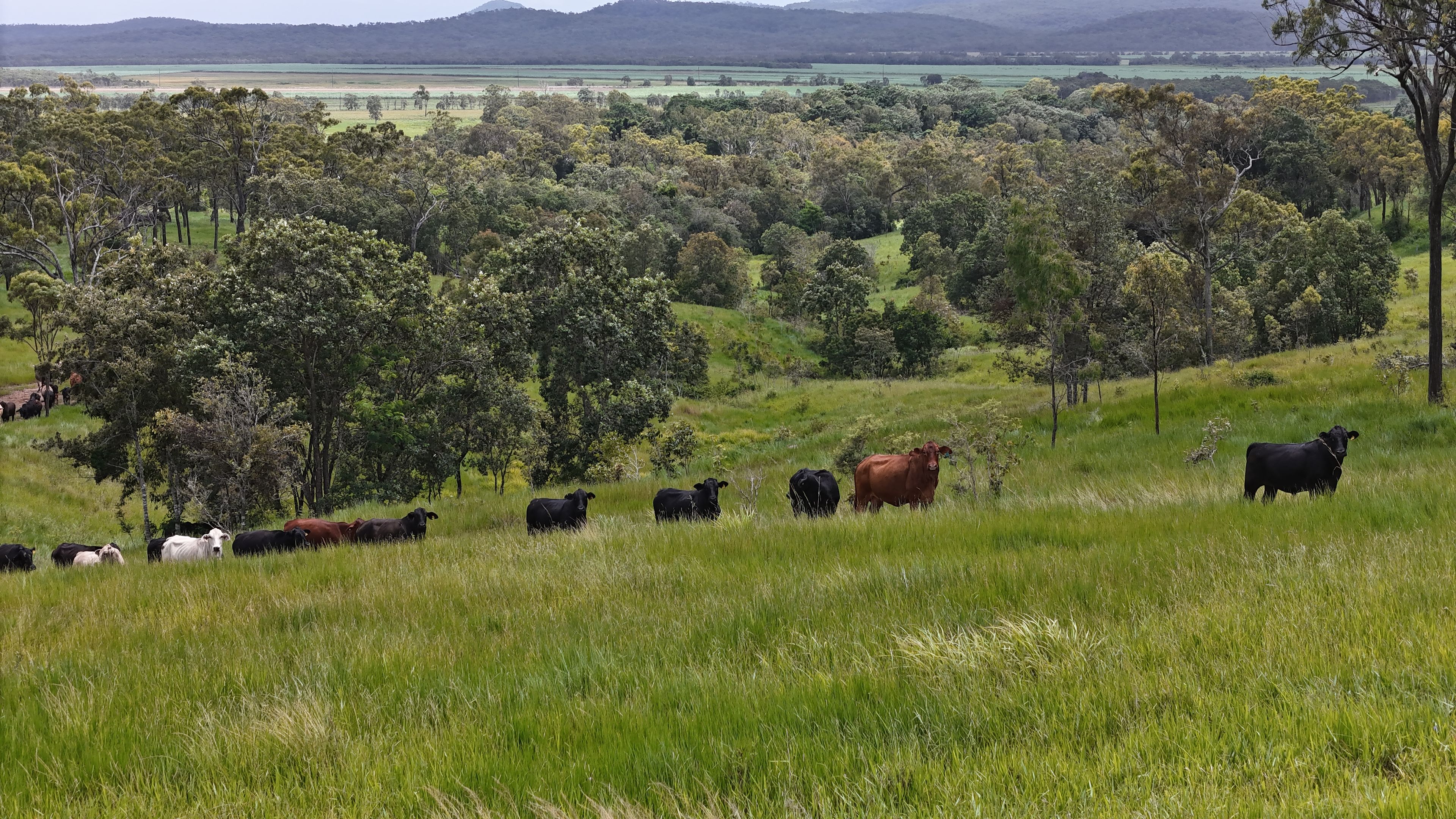Lot 3 Marion Settlement Road, Ilbilbie, QLD 4738 - Rural Lifestyle ...