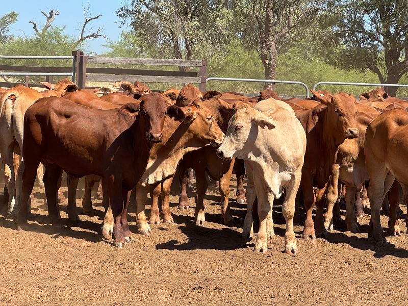 Charleville, QLD 4470 - Sold Cattle - Ray White Rural Charleville