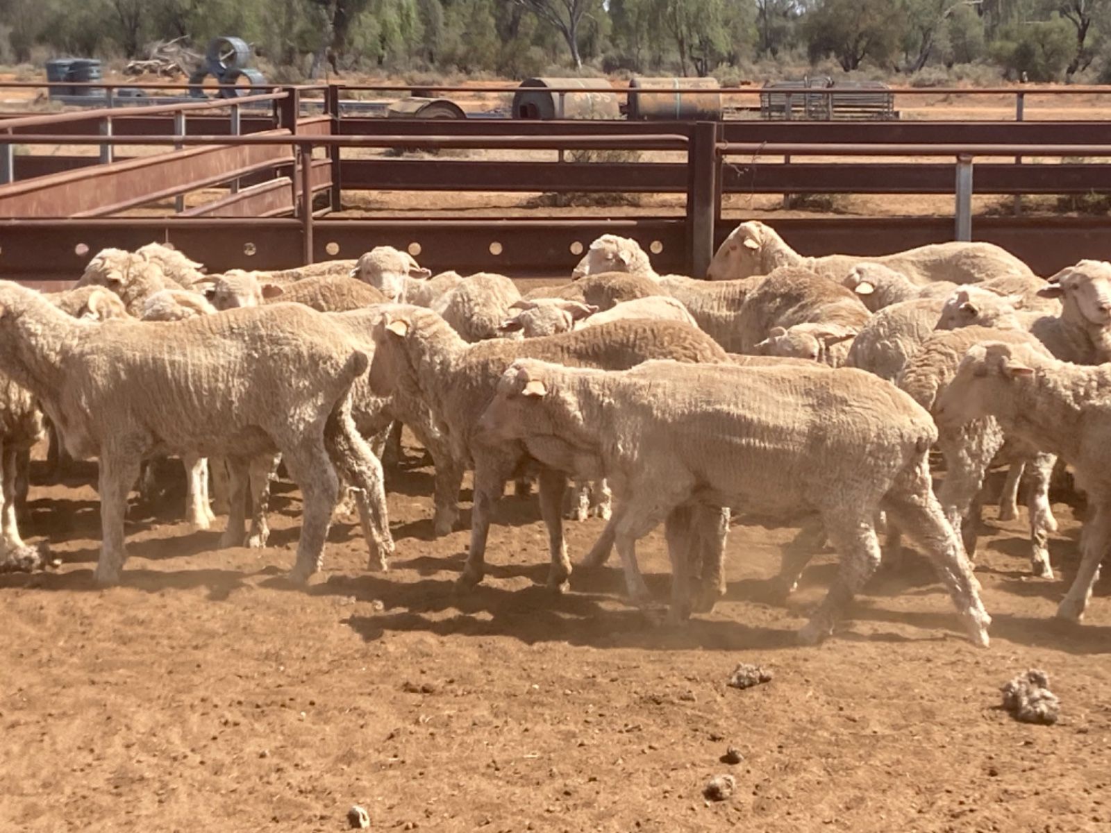 Carinda, NSW 2831 - Sold Sheep - Ray White Richardson & Sinclair Dubbo
