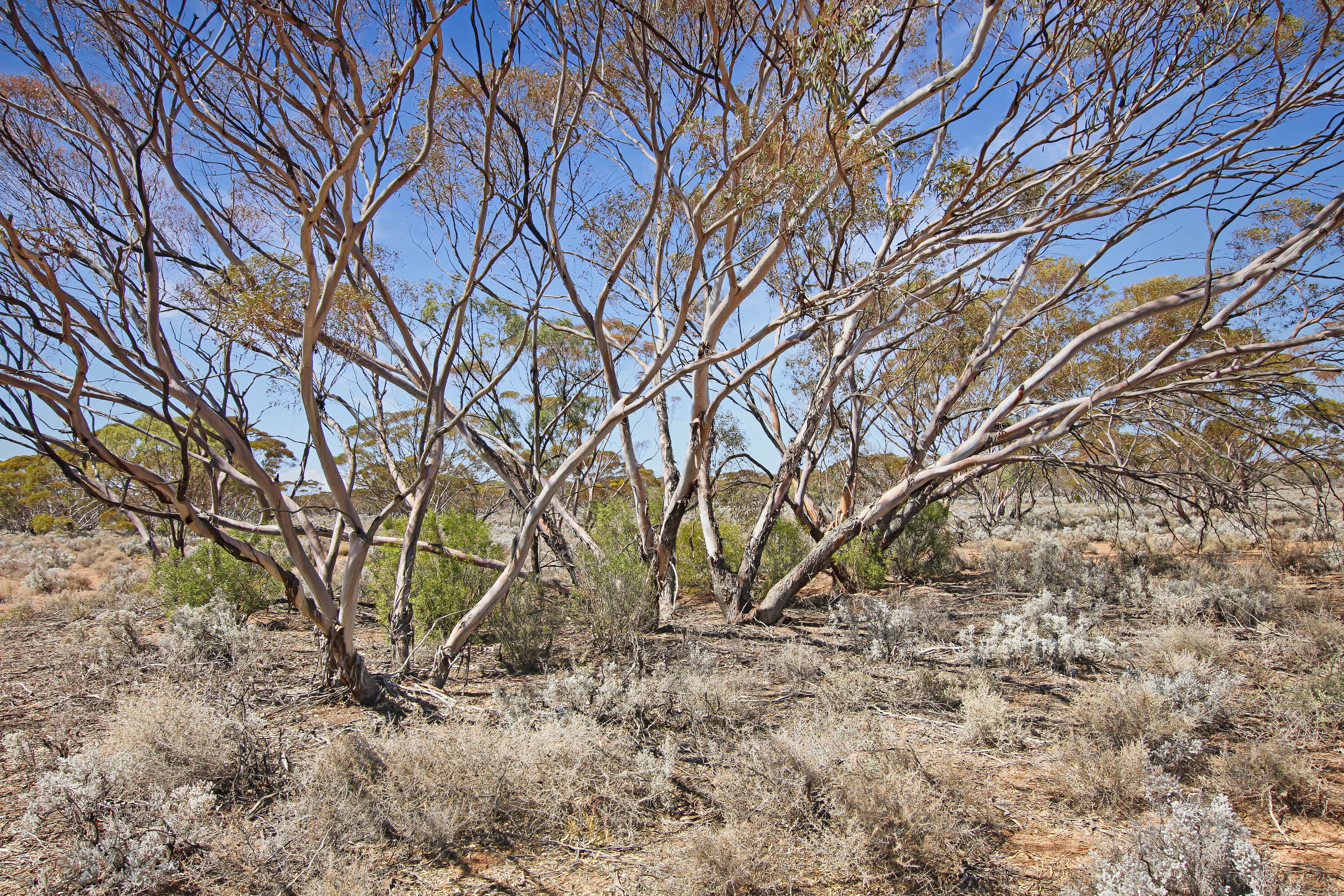 Lot 103 Stock Route Road, Mount Mary, SA 5374 - Sold Rural Lifestyle ...