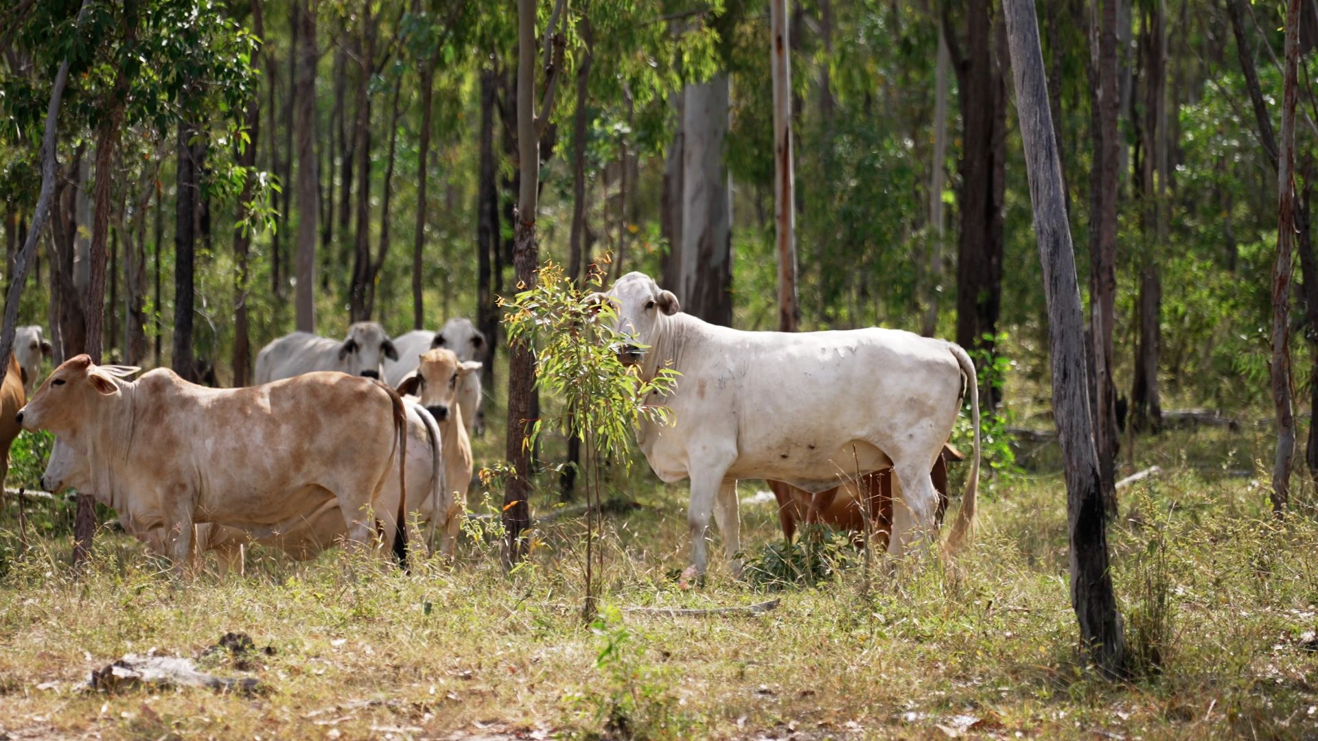 49599 Bruce Highway, Benaraby, QLD 4680 - Sold Land - Ray White Gladstone