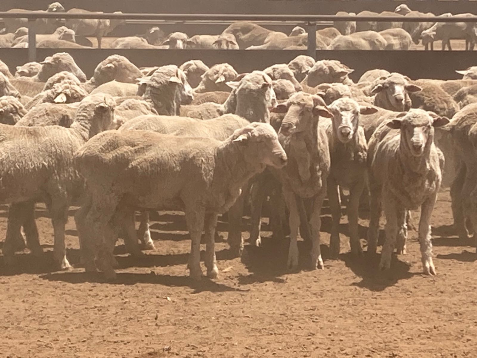 Carinda, NSW 2831 - Sold Sheep - Ray White Richardson & Sinclair Dubbo