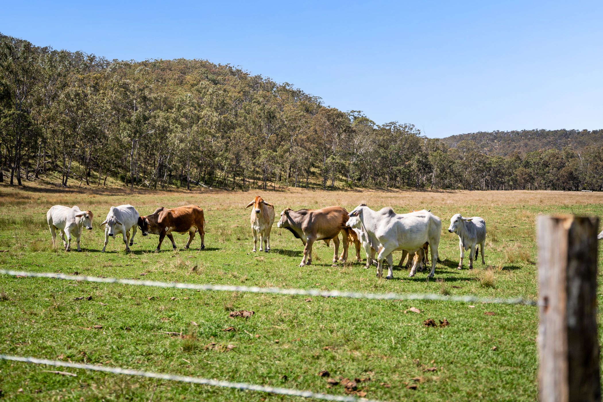 'Yabragunyah' Pilton Valley Road, Upper Pilton, QLD 4361 - Rural ...