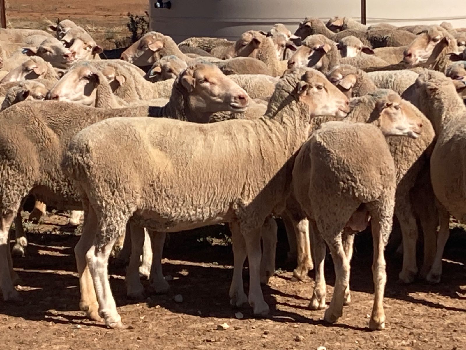 Nyngan, NSW 2825 - Sold Sheep - Ray White Richardson & Sinclair Dubbo