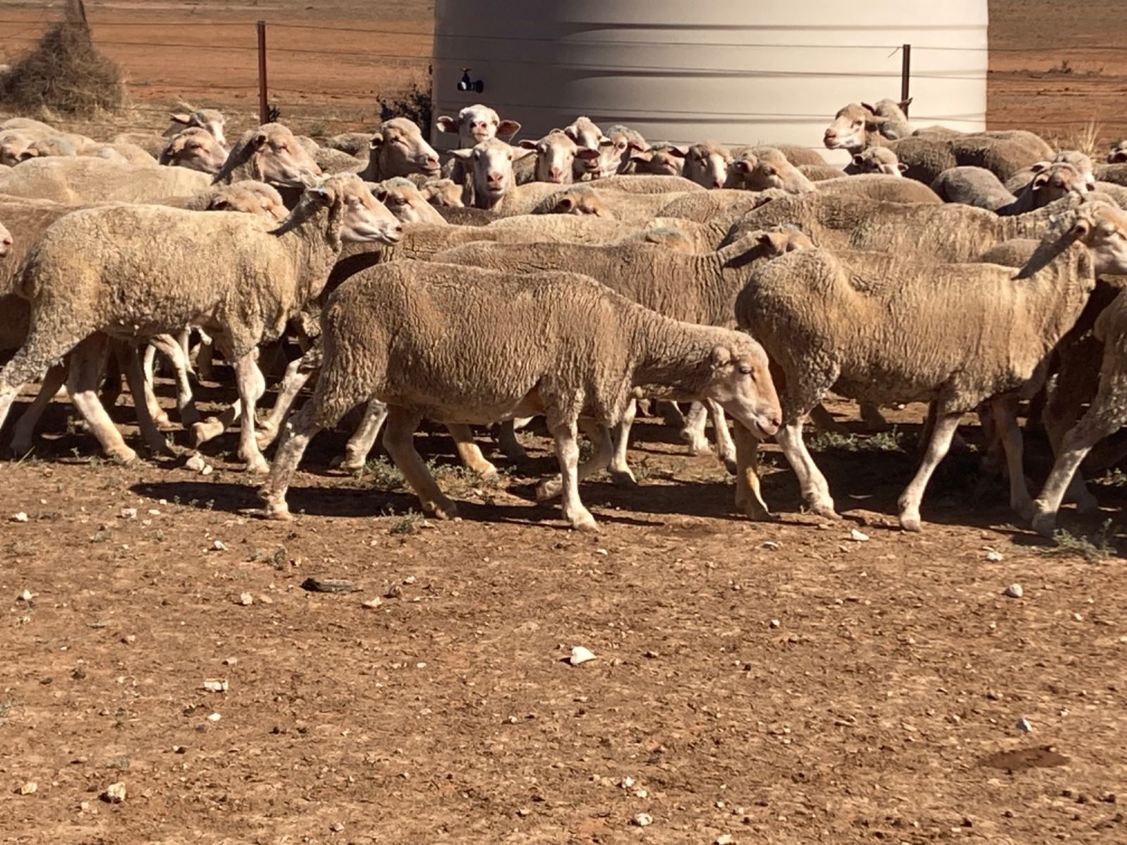 Nyngan, NSW 2825 - Sold Sheep - Ray White Richardson & Sinclair Dubbo