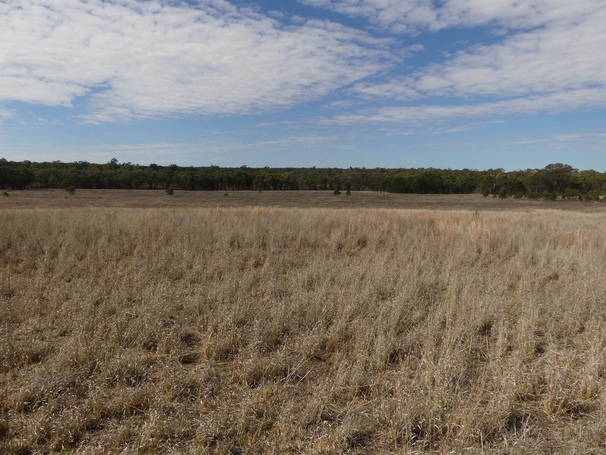 Ray White Rural Roma