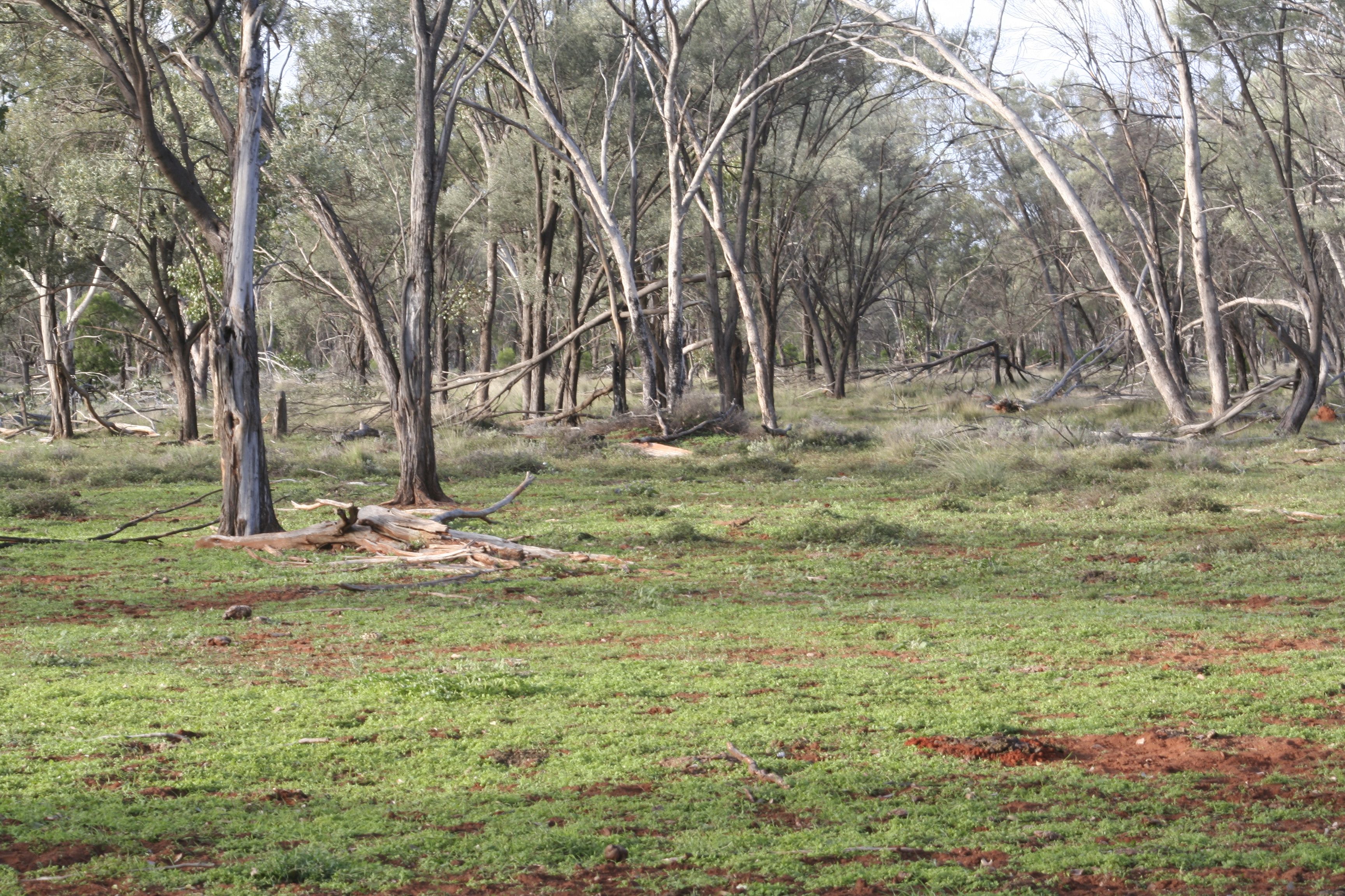 Ray White Rural Roma