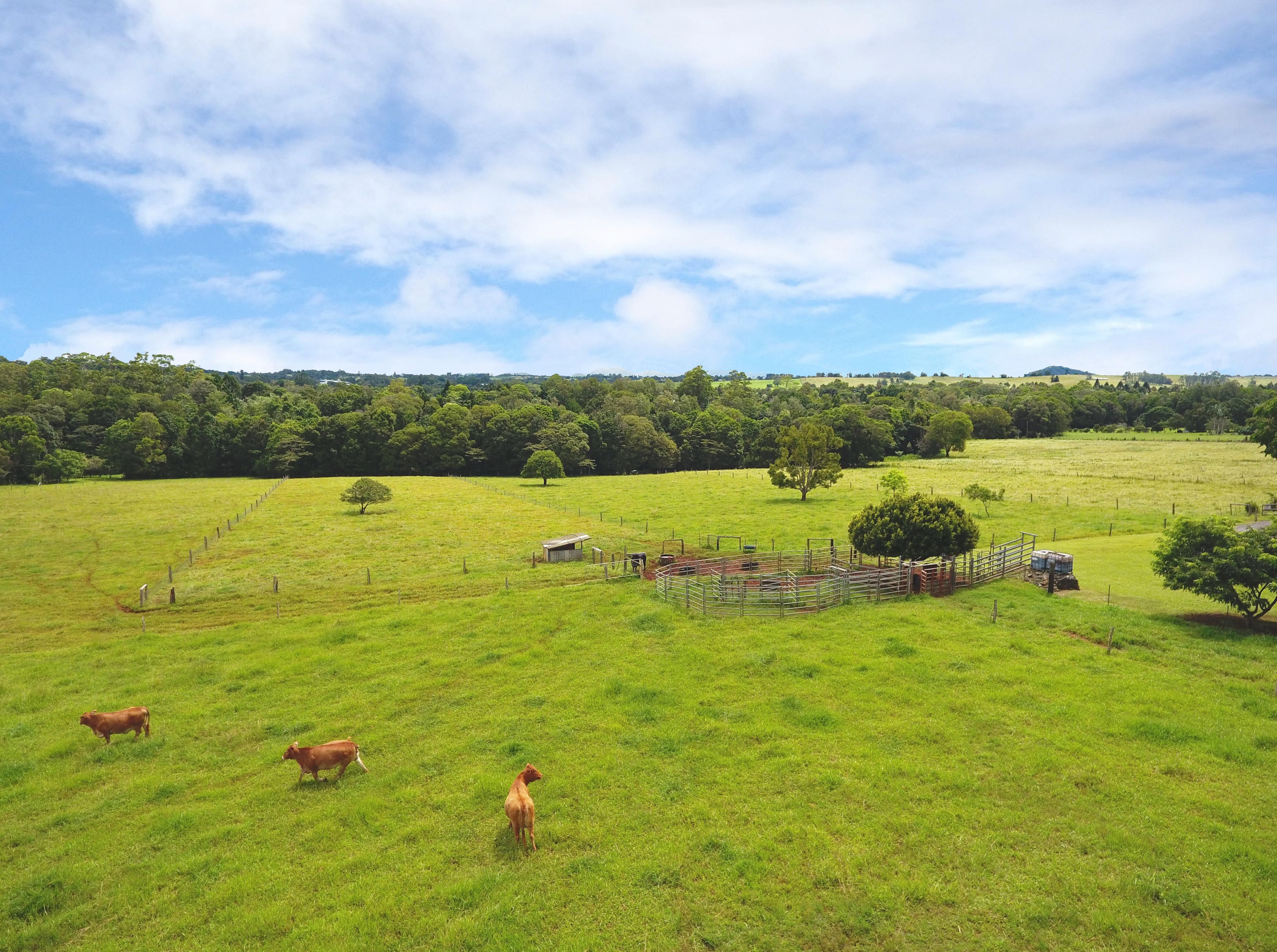 Ray White Rural & Livestock • 162 Lake Barrine Road, Malanda, QLD – Rural
