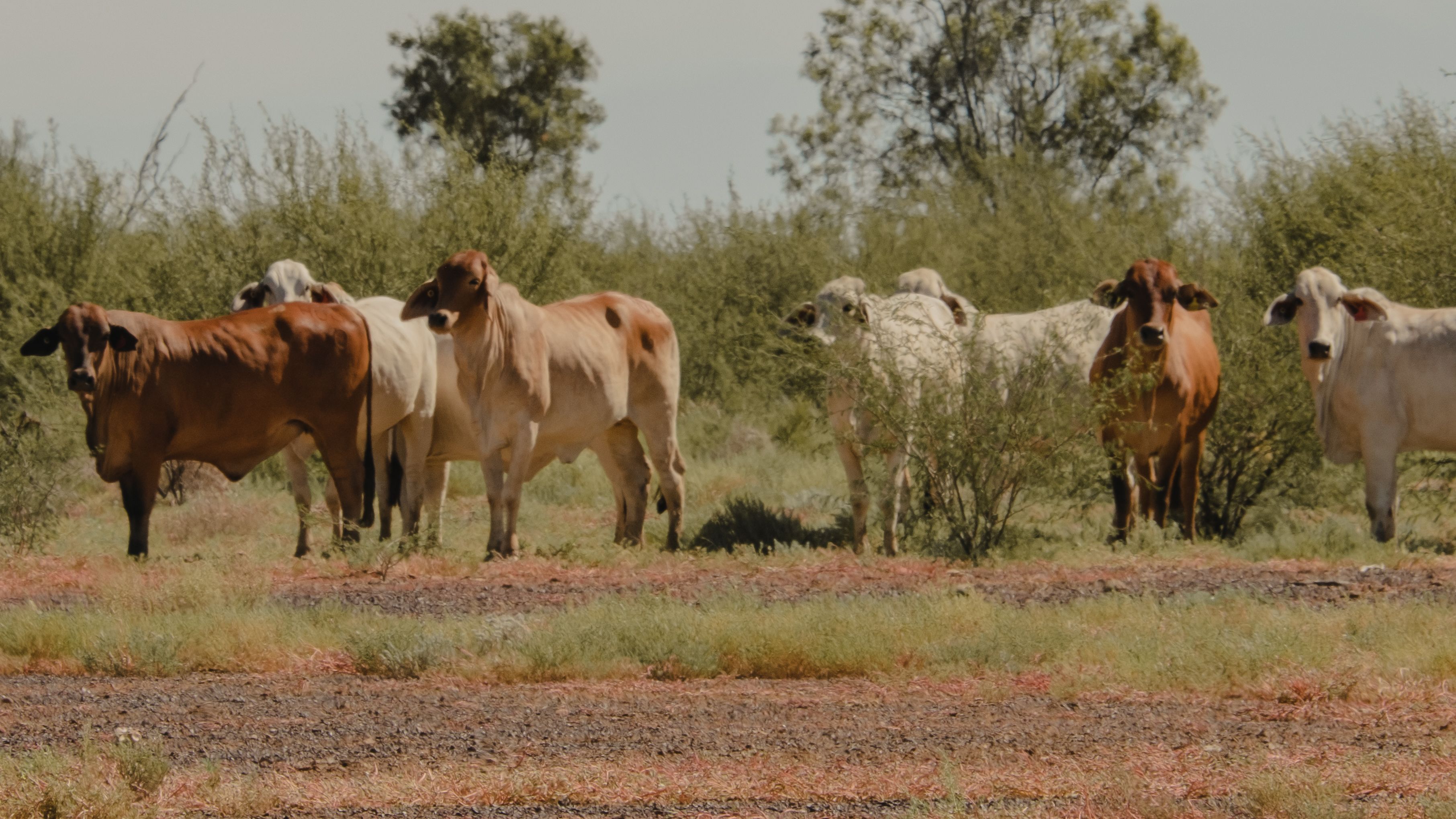 "Cawnpore Station" - 0 Kennedy Development Road, Middleton, QLD 4735 ...