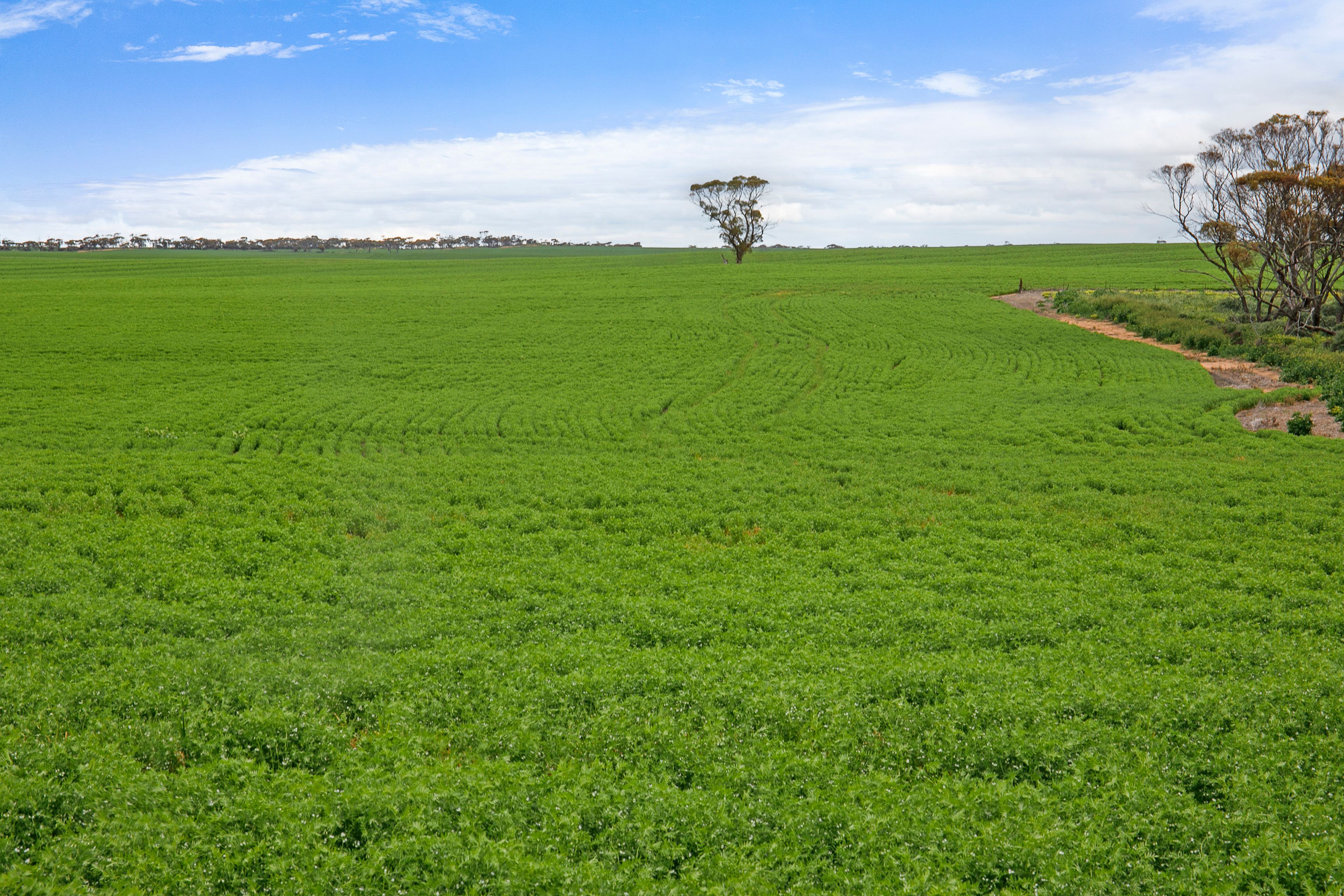 'Dollings' 975 Wards Hill Road, Ward Hill, SA 5522 - Sold Rural ...