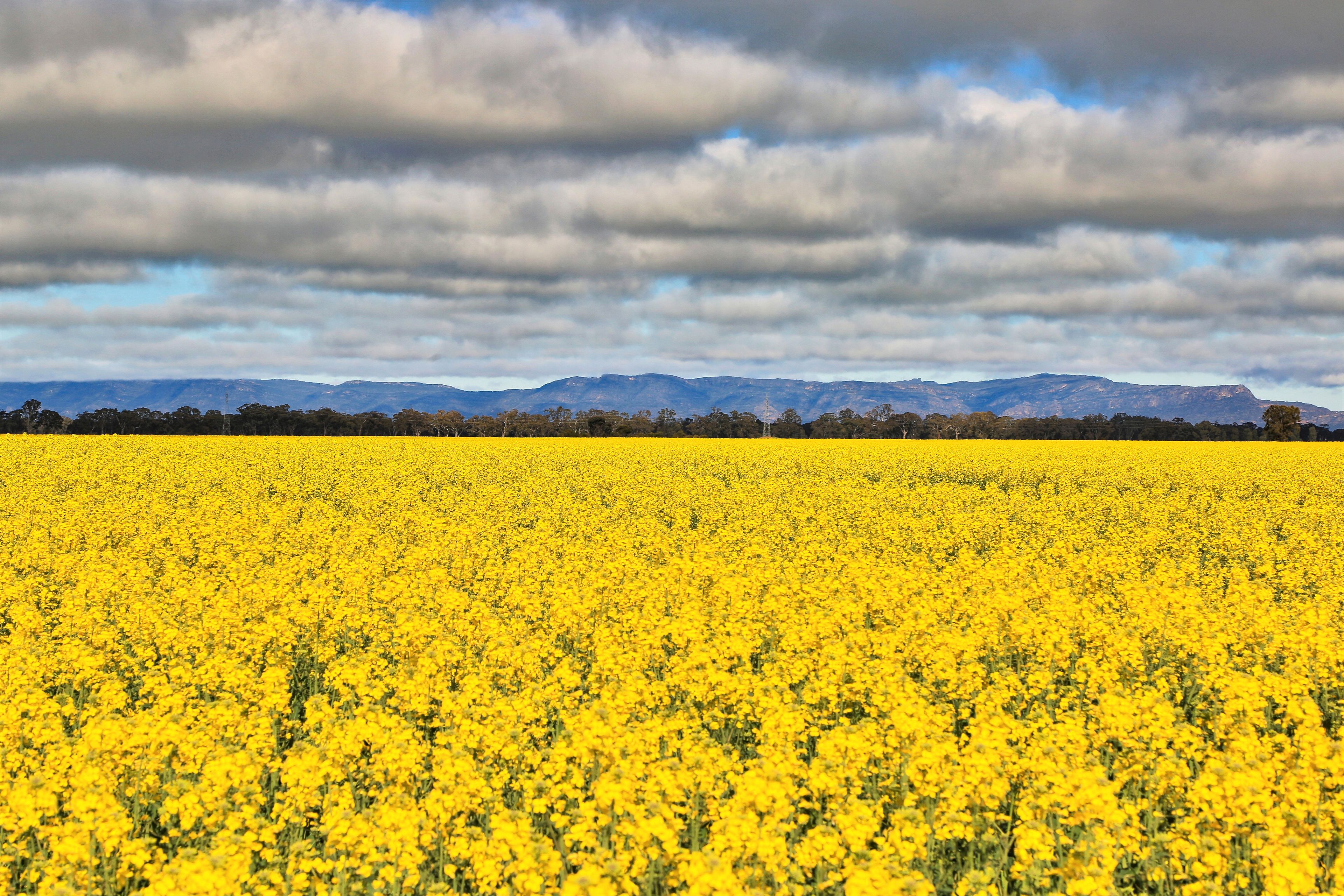 WAL WAL, VIC 3385 - Sold Rural Cropping Property - Ray White Rural Victoria