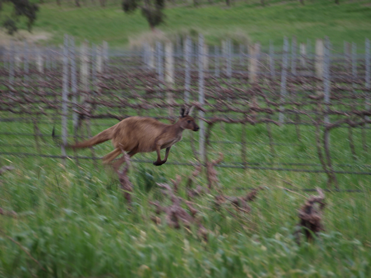 Lot 20 Spring Farm Road, Spring Farm, SA 5453 - Rural Viticulture ...