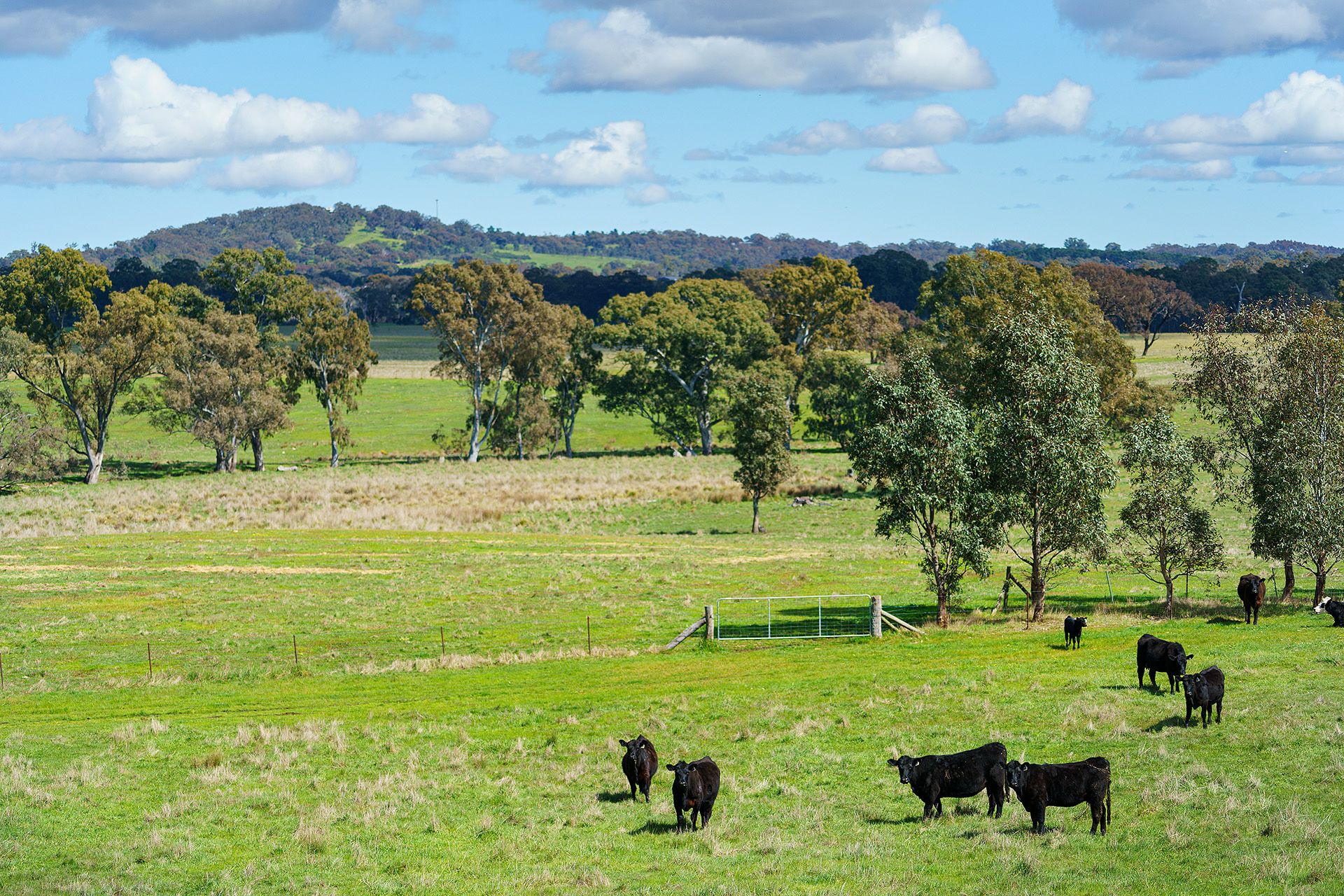 "Elphinstone" - Lot 1 Pollards Road, Elphinstone, VIC 3448 - Sold Rural ...