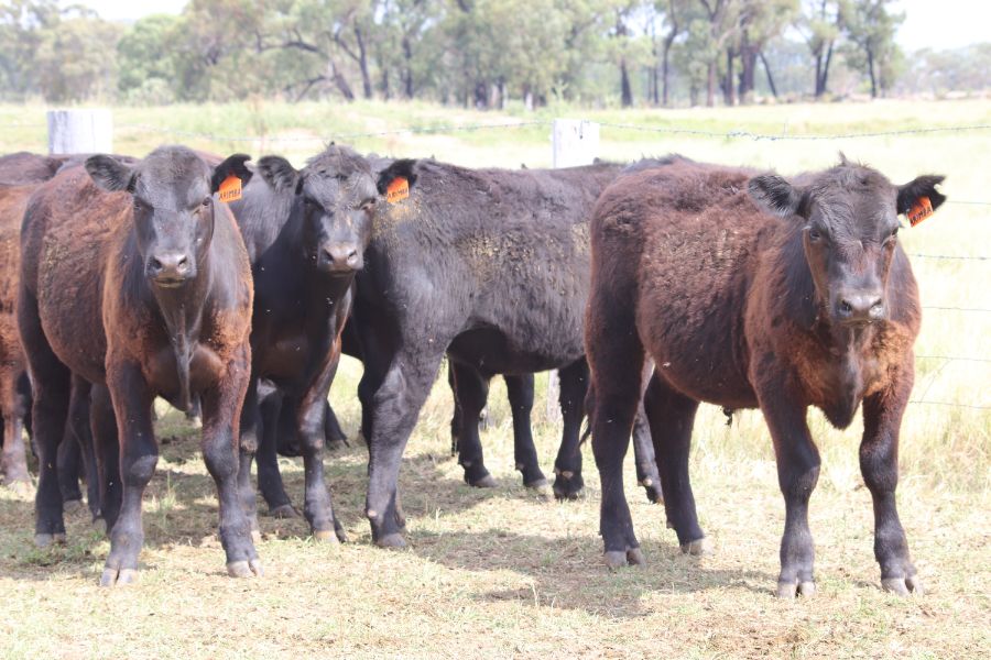 Glen Innes, NSW 2370 - Sold Cattle - Ray White Glen Innes